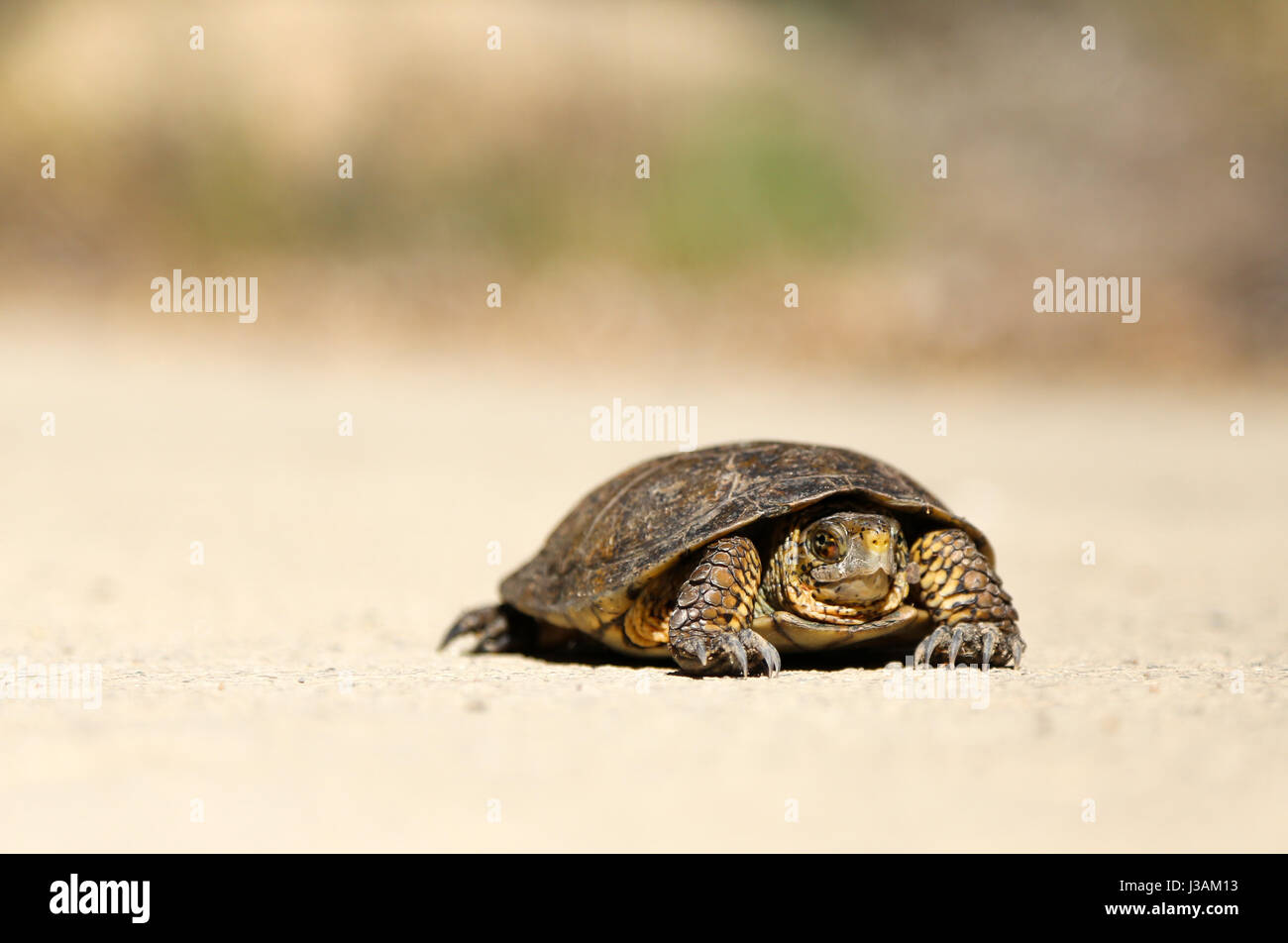 Galapagos giant tortoise side view hi-res stock photography and images ...