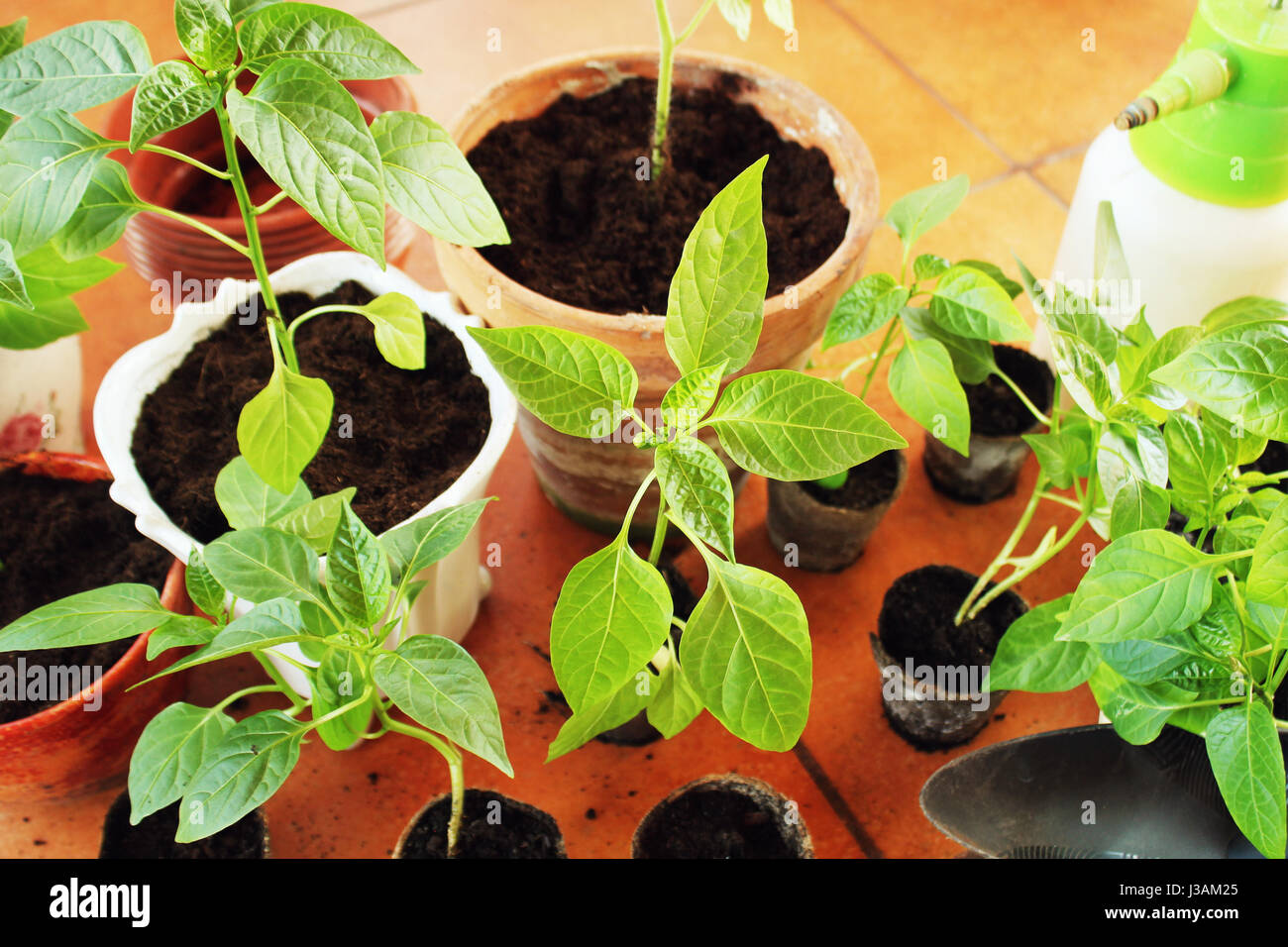 paprika seedling planting in pots indoor Stock Photo - Alamy