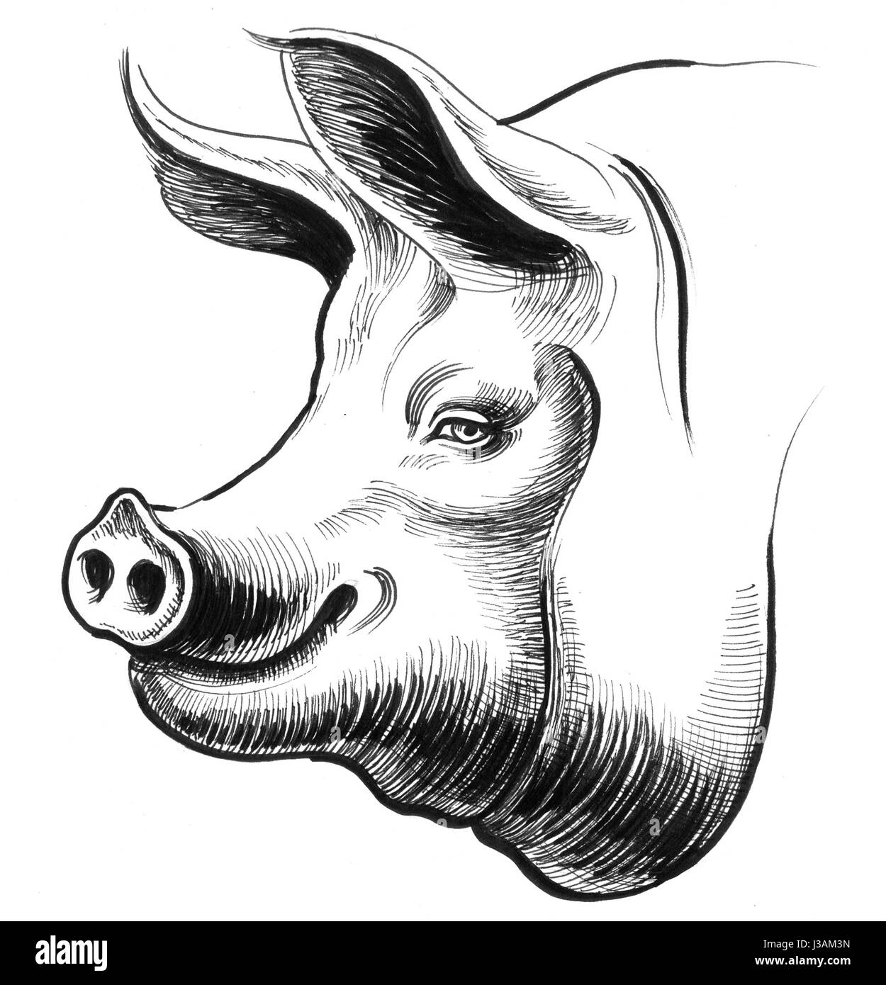 Boar head Black and White Stock Photos & Images - Alamy