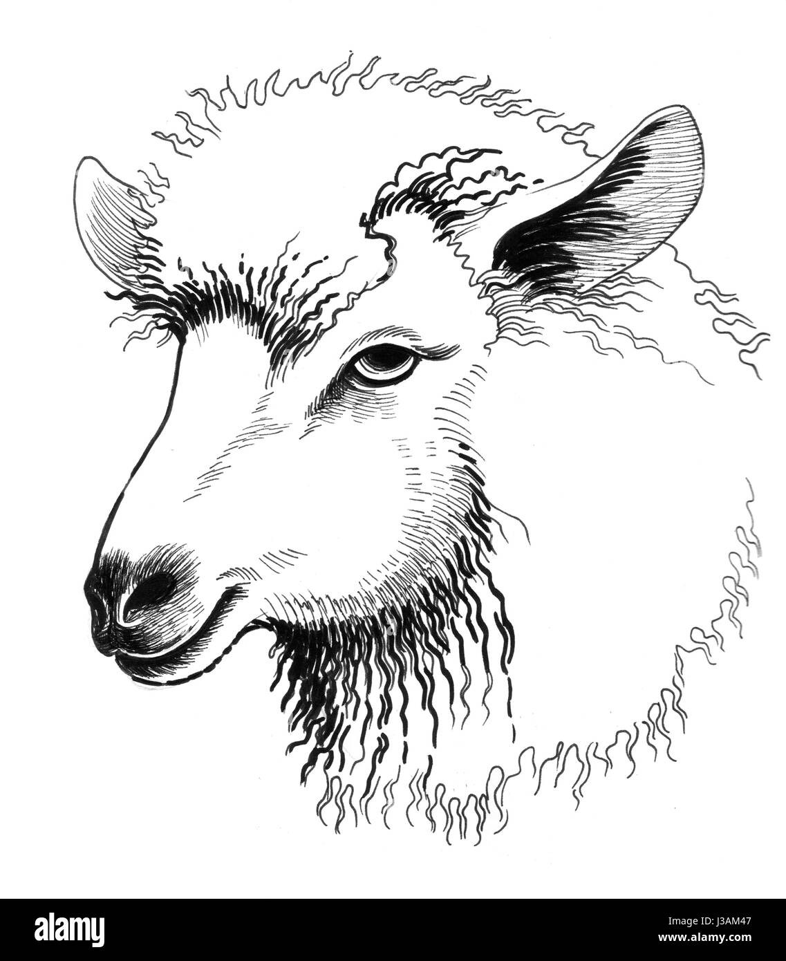Sheep head Cut Out Stock Images & Pictures - Alamy