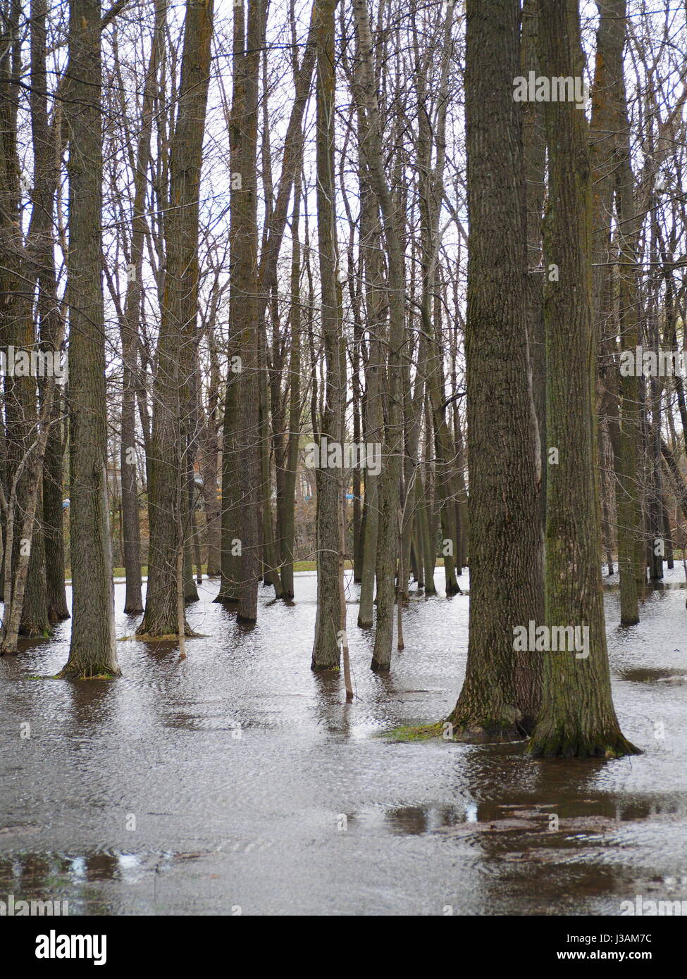 Flooded forest hi-res stock photography and images - Alamy