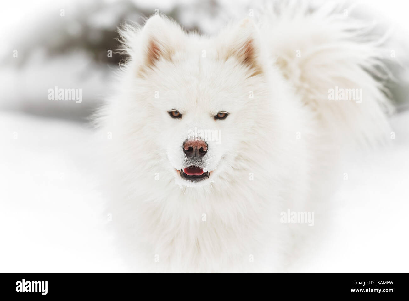 Samoyed dog on snow, winter outdoor, selective focus Stock Photo - Alamy