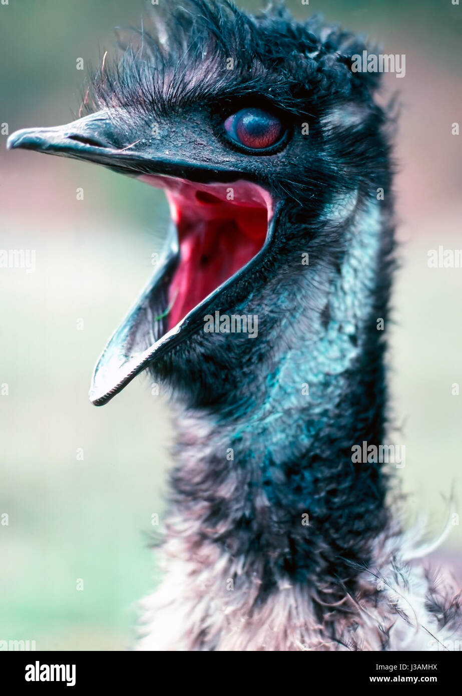 Australia fl hi-res stock photography and images - Alamy
