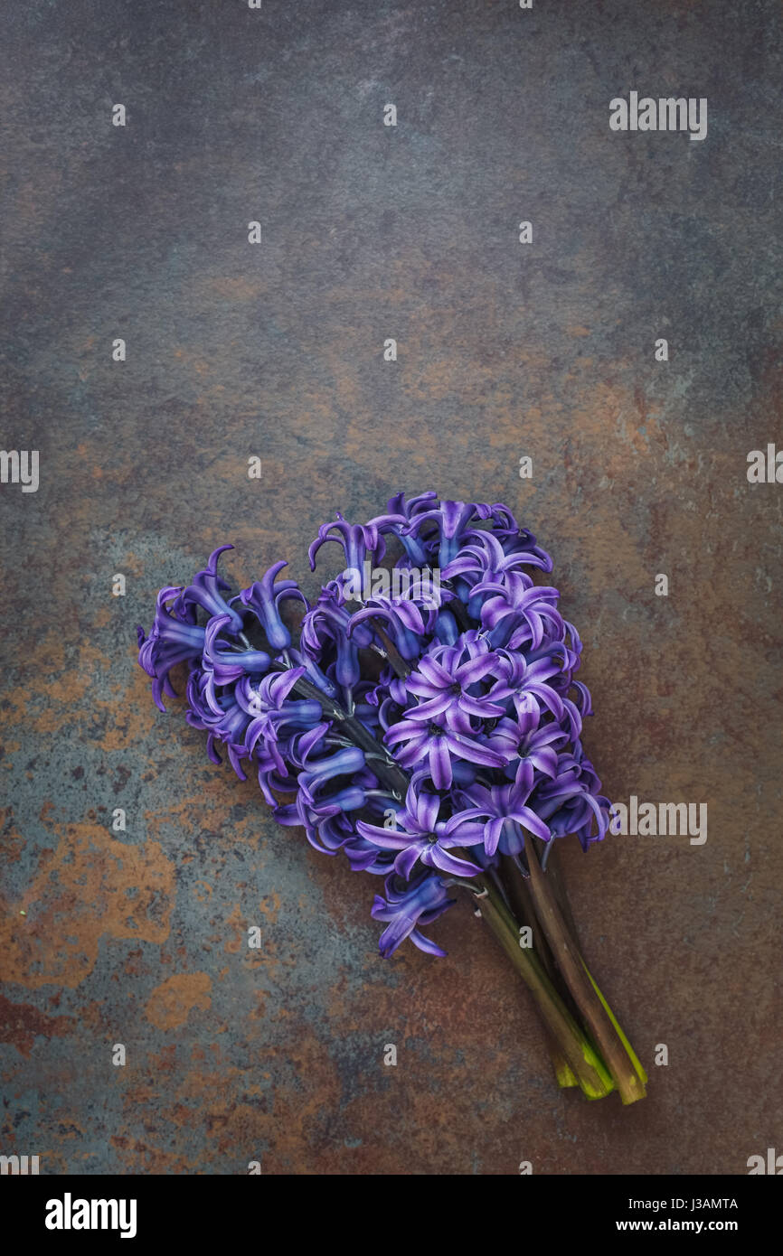 Bunch of cut hyacinths. Top view, blank space, rustic surface Stock ...