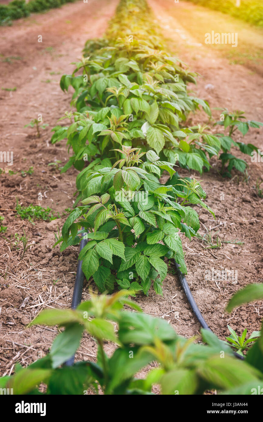 Raspberry field growing with drip irrigation system Stock Photo - Alamy