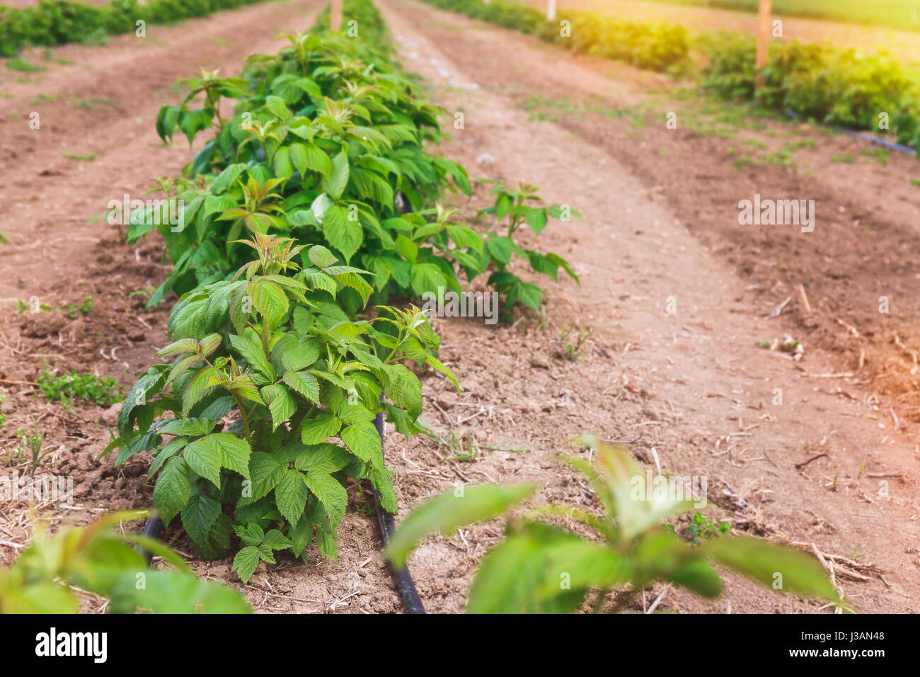 Raspberry field growing with drip irrigation system Stock Photo - Alamy
