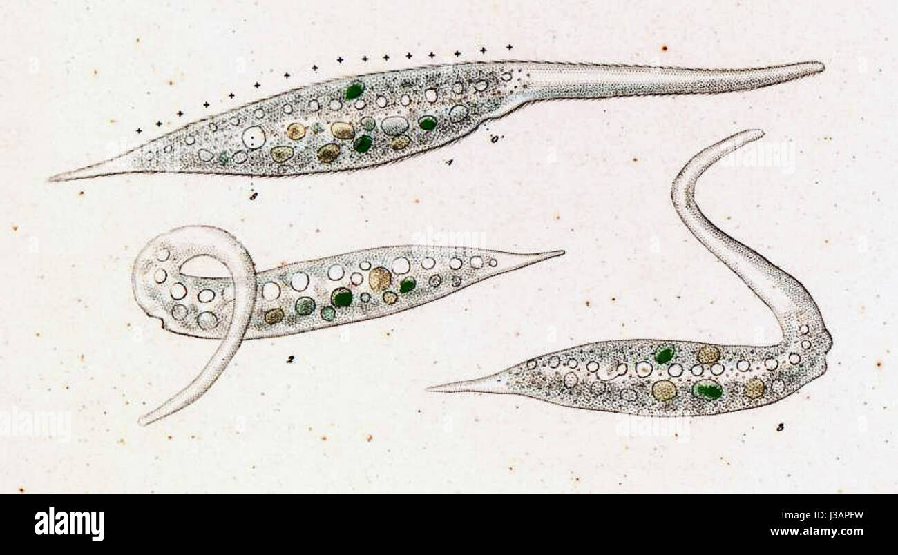 An illustration of Dileptus margaritifer, a type of ciliate protist ...
