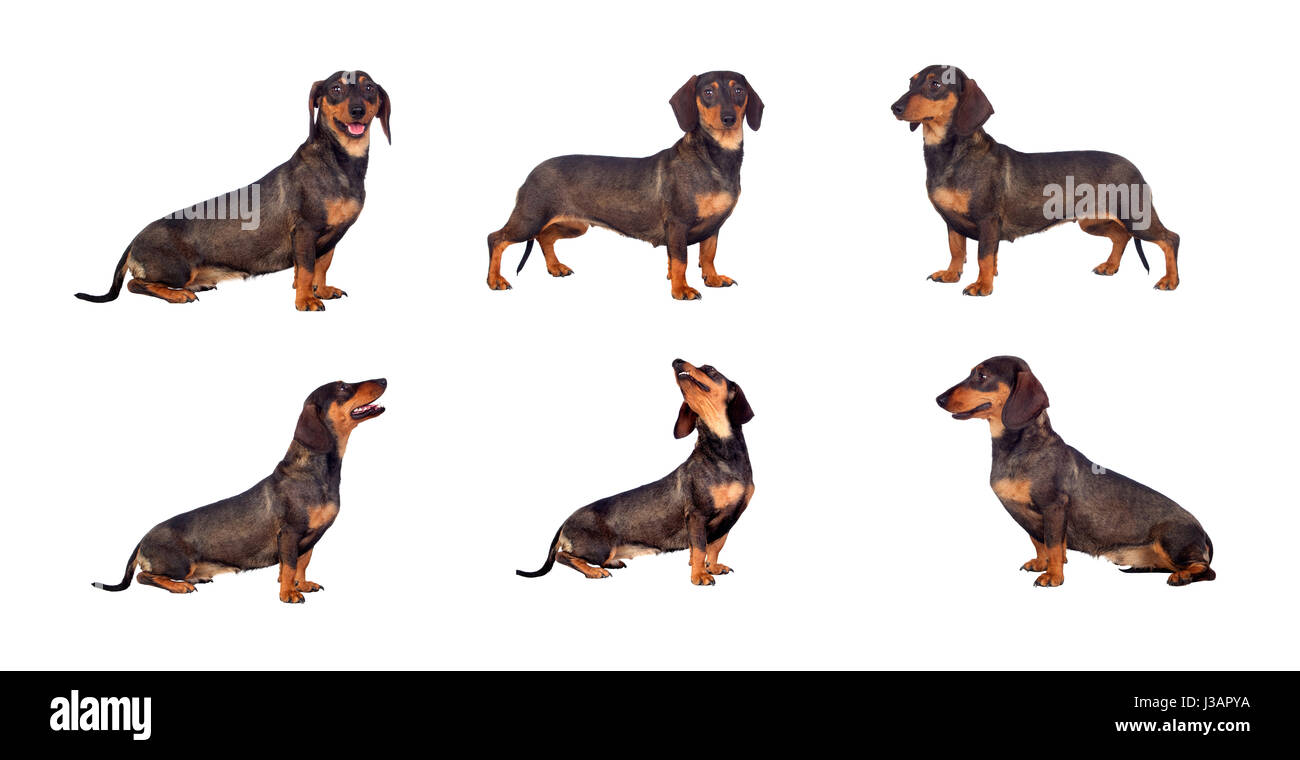 Photos sequence of dog teckel isolated on white background Stock Photo ...