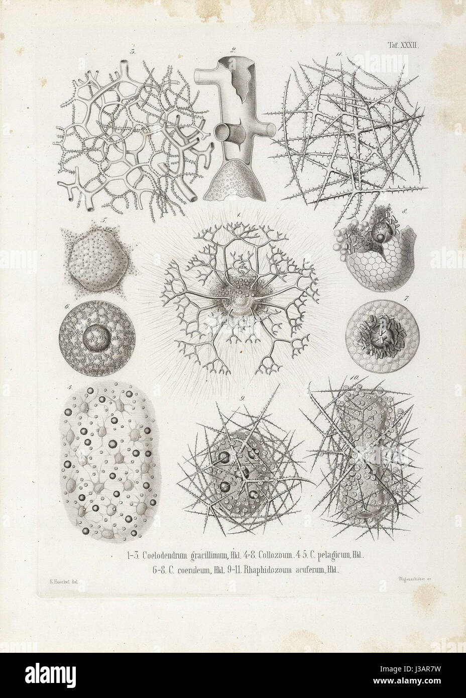 An illustration of Radiolaria (Rhizopoda radiata), a type of ...