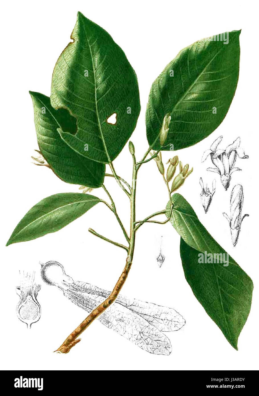 Tree species research Cut Out Stock Images & Pictures - Alamy