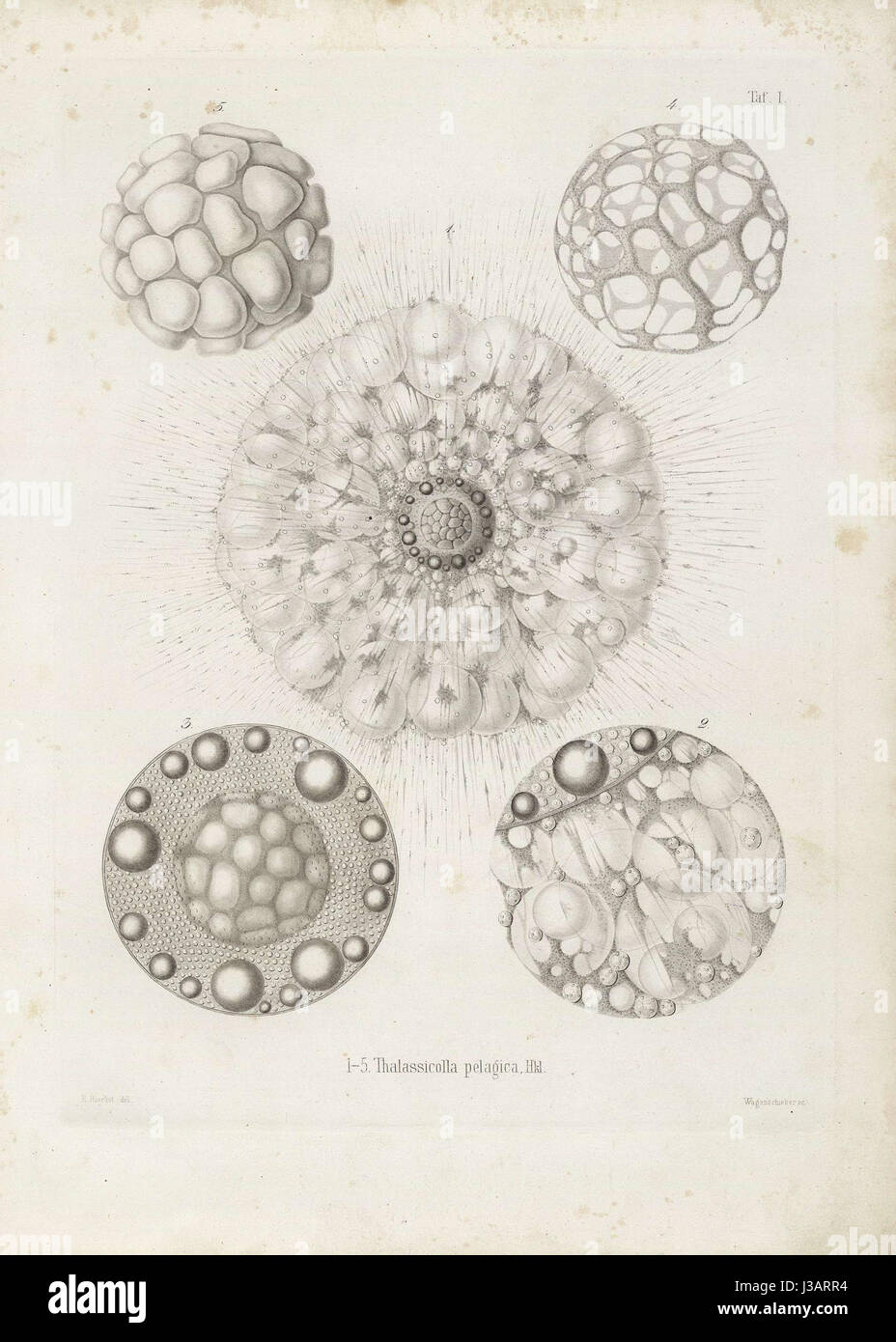 This is a plate from Ernst Haeckel’s work on Radiolarians (Rhizopoda ...