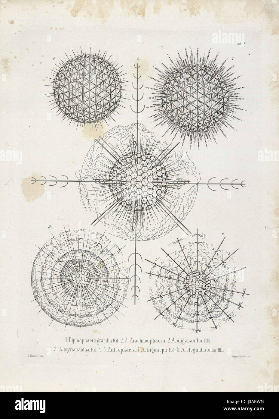 'Die Radiolarien' (The Radiolarians) by Ernst Haeckel is a scientific ...