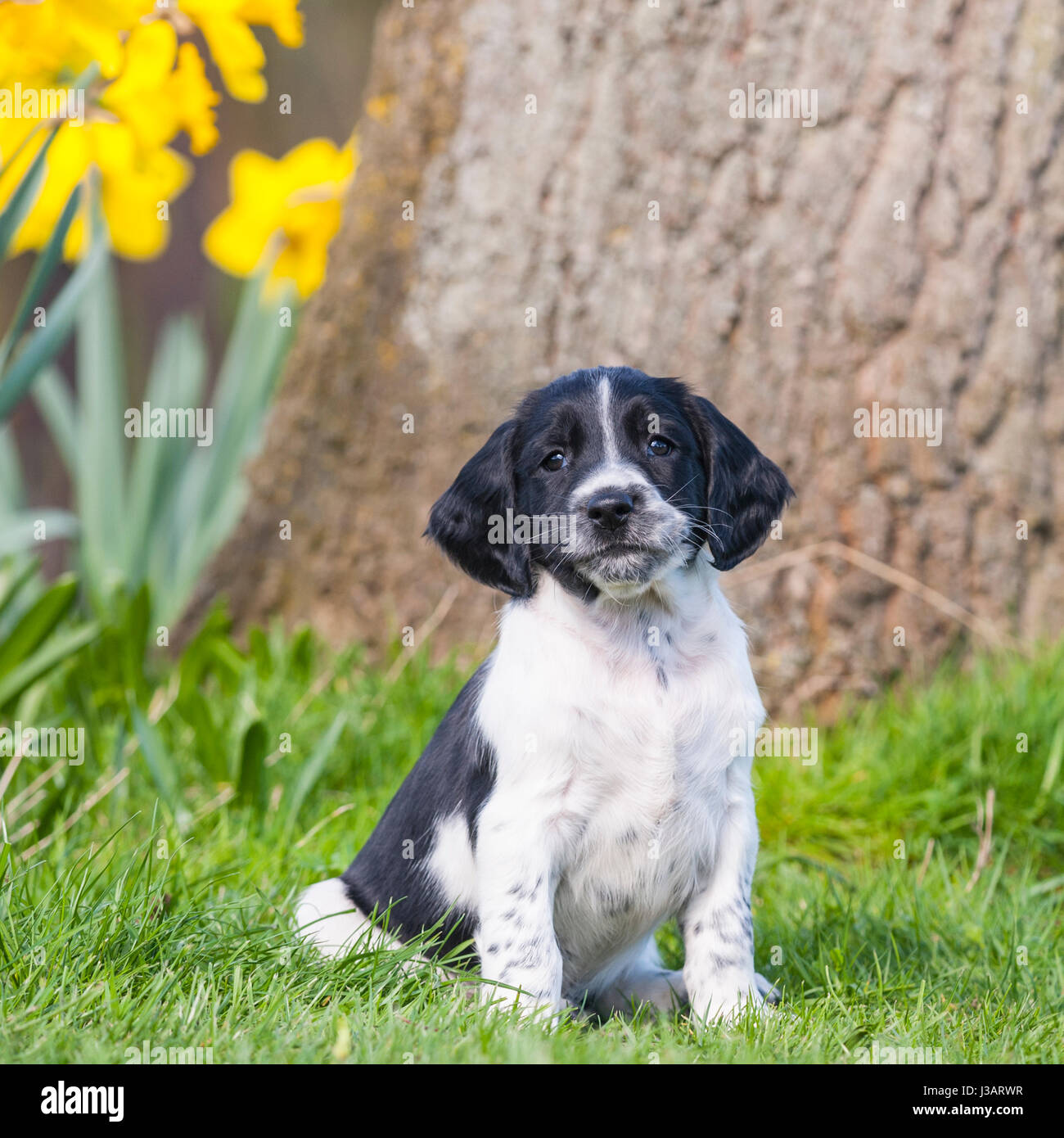 A 6 week old English Springer Spaniel puppy in the Uk Stock Photo - Alamy