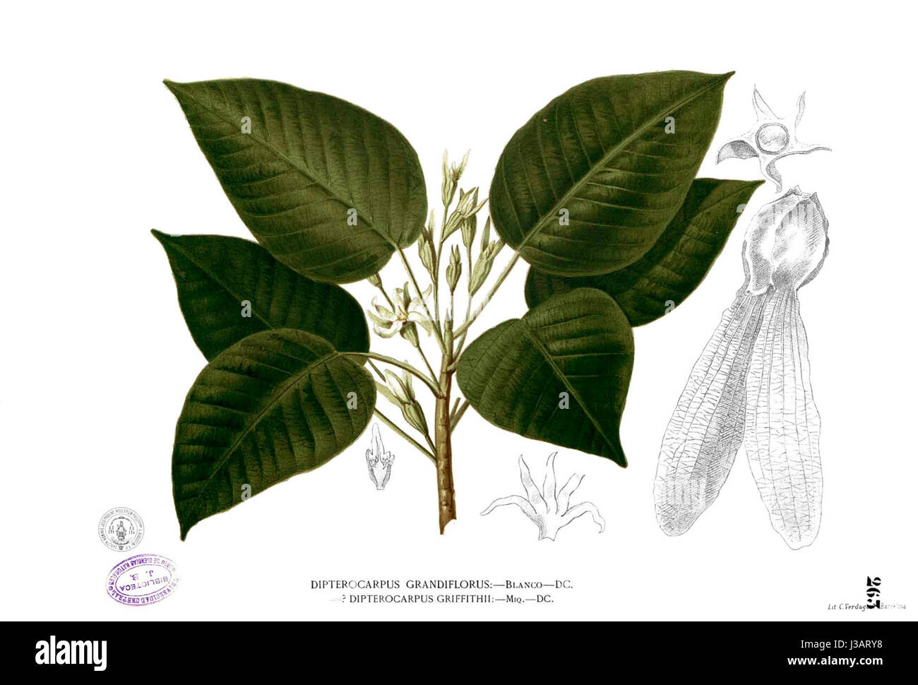 Dipterocarpus grandiflorus hi-res stock photography and images - Alamy