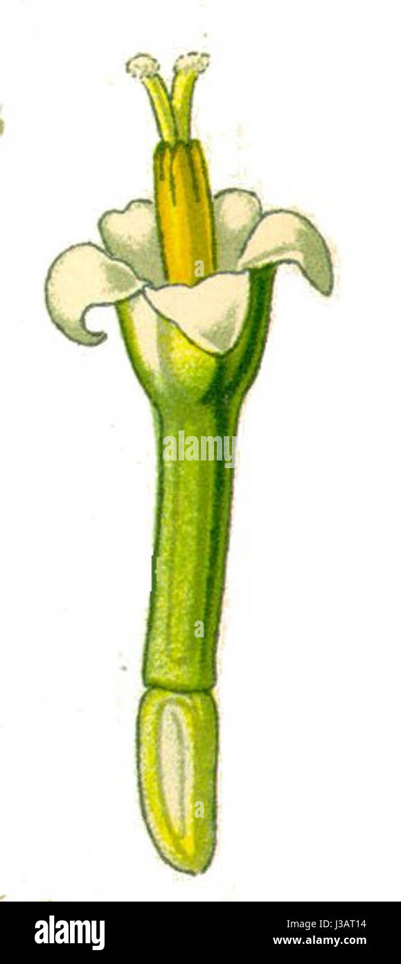 A disc floret is the central, tubular flower in the composite flower ...