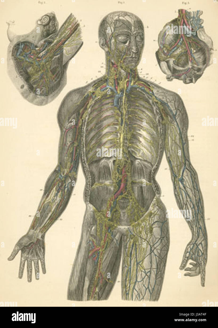 Dr. Bock's Plate 23 may refer to a historical or medical illustration ...