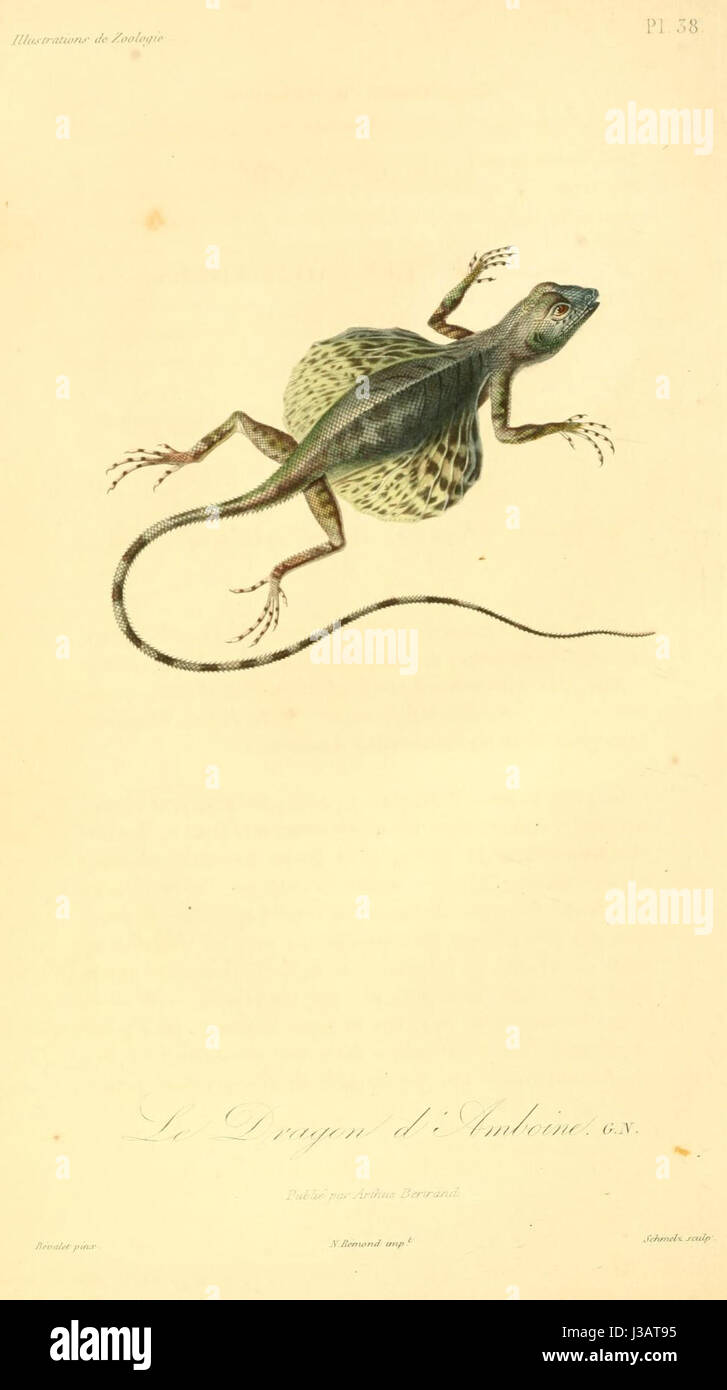 Draco lineatus hi-res stock photography and images - Alamy