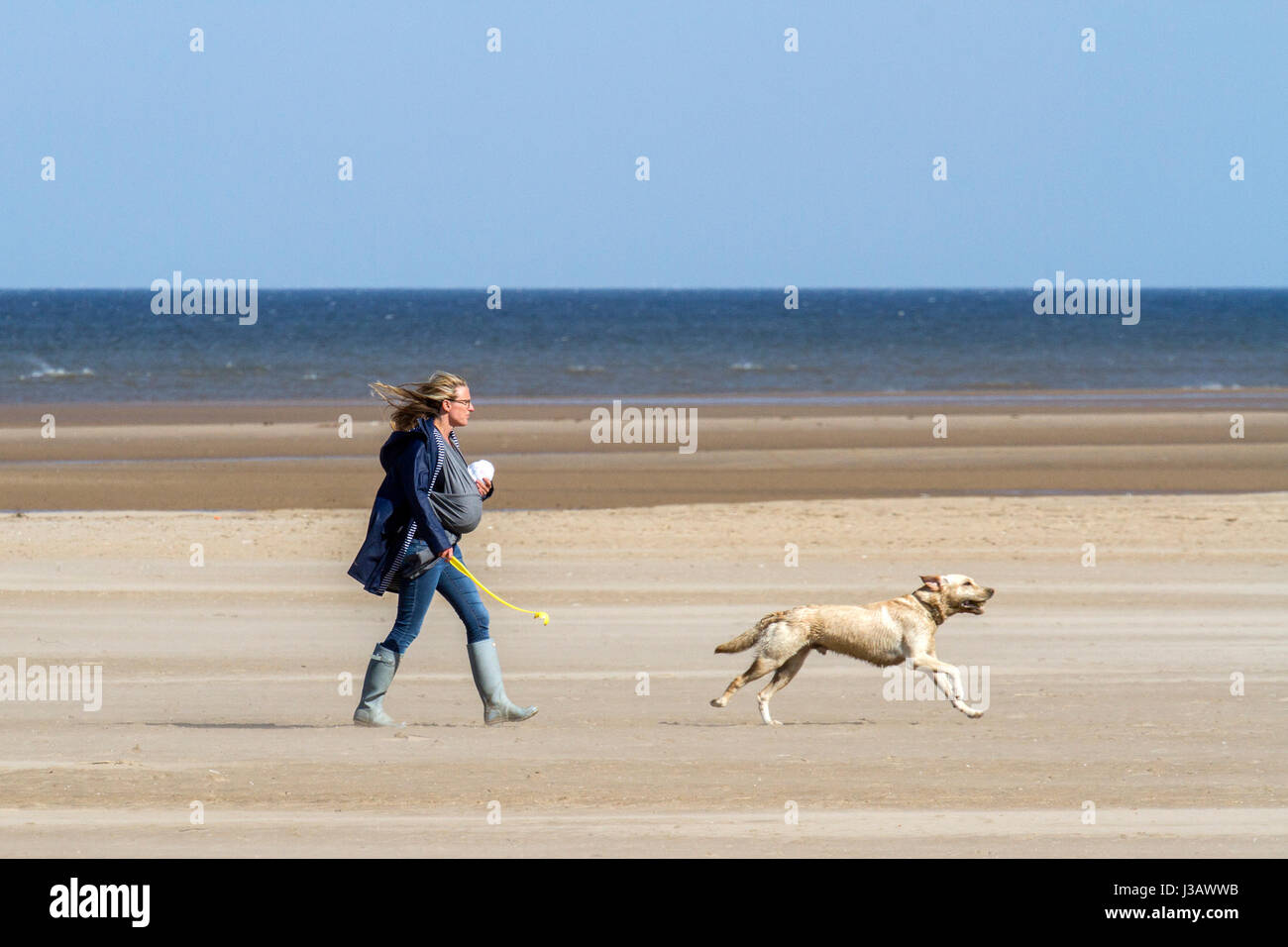 a dog dogs golden Labrador swimming splash splashing sea water wet ...