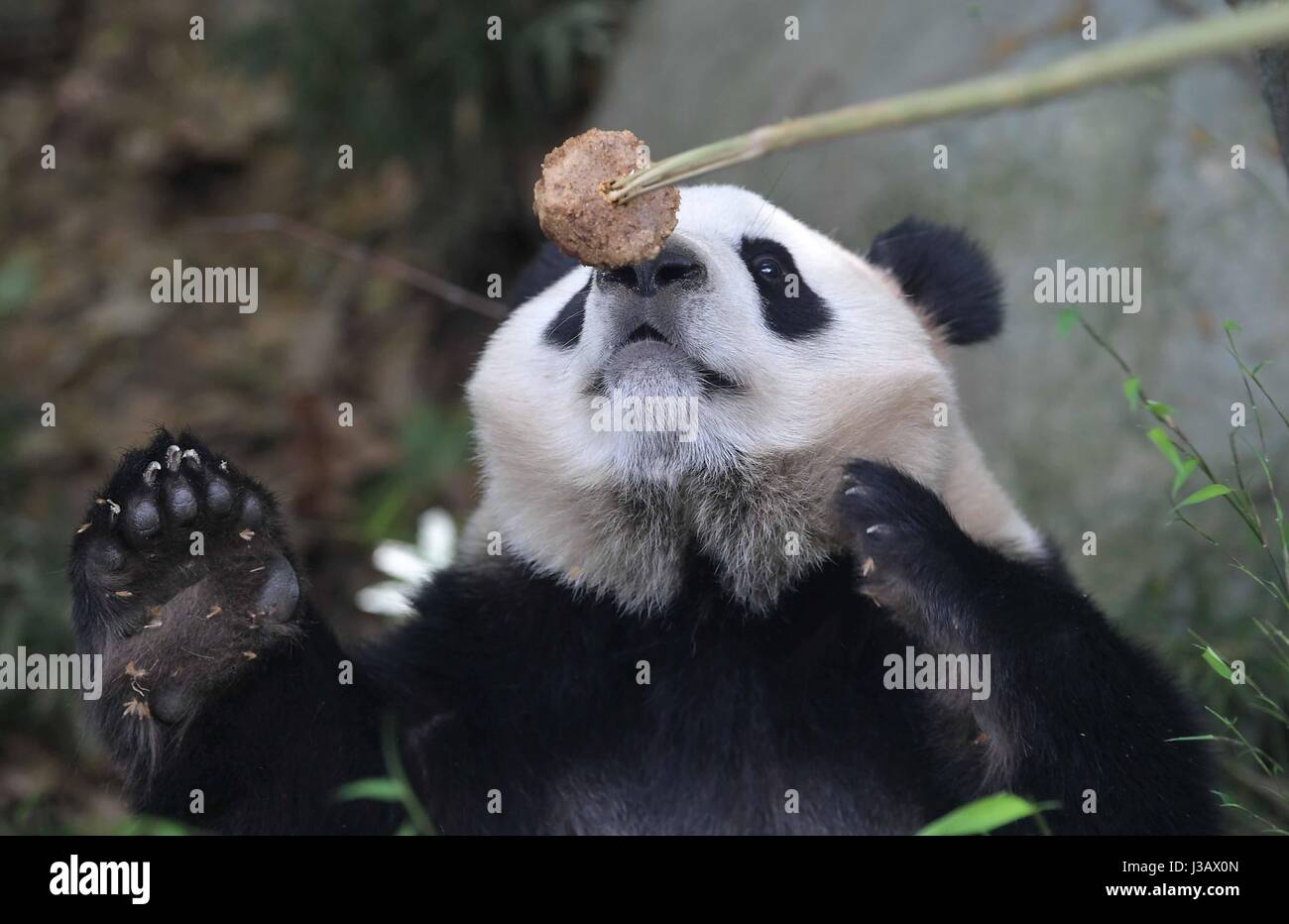 Chengdu, China's Sichuan Province. 4th May, 2017. A worker feeds giant ...