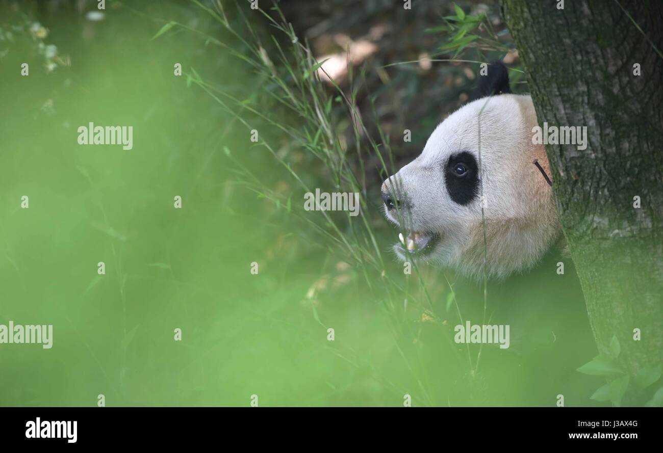 Chengdu. 4th May, 2017. Photo taken on May 4, 2017 shows giant panda ...