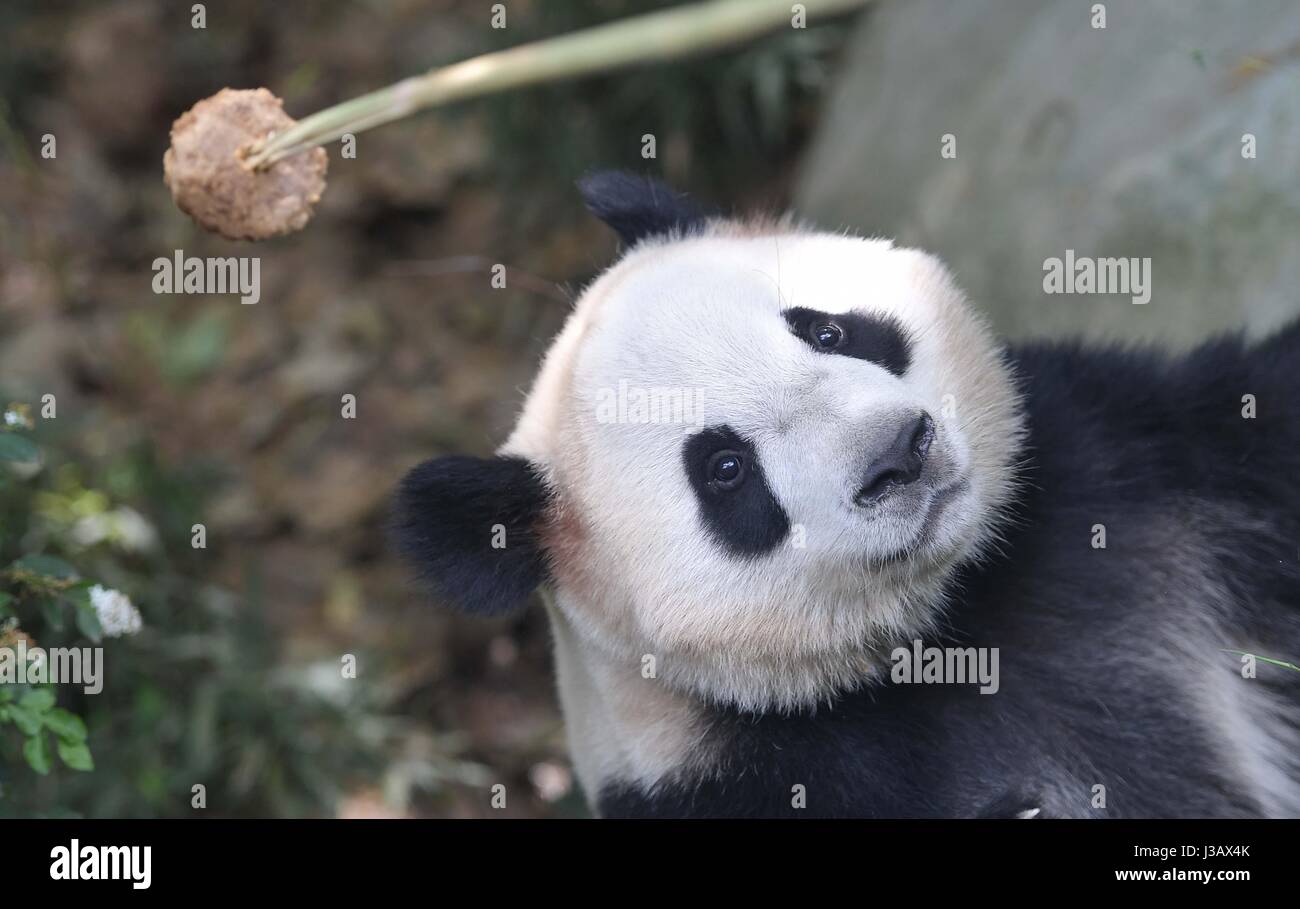 Chengdu, China's Sichuan Province. 4th May, 2017. A worker feeds giant ...