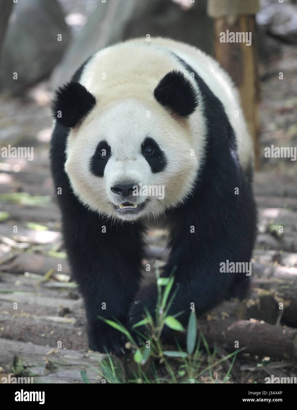 Chengdu. 4th May, 2017. Photo taken on May 4, 2017 shows giant panda ...
