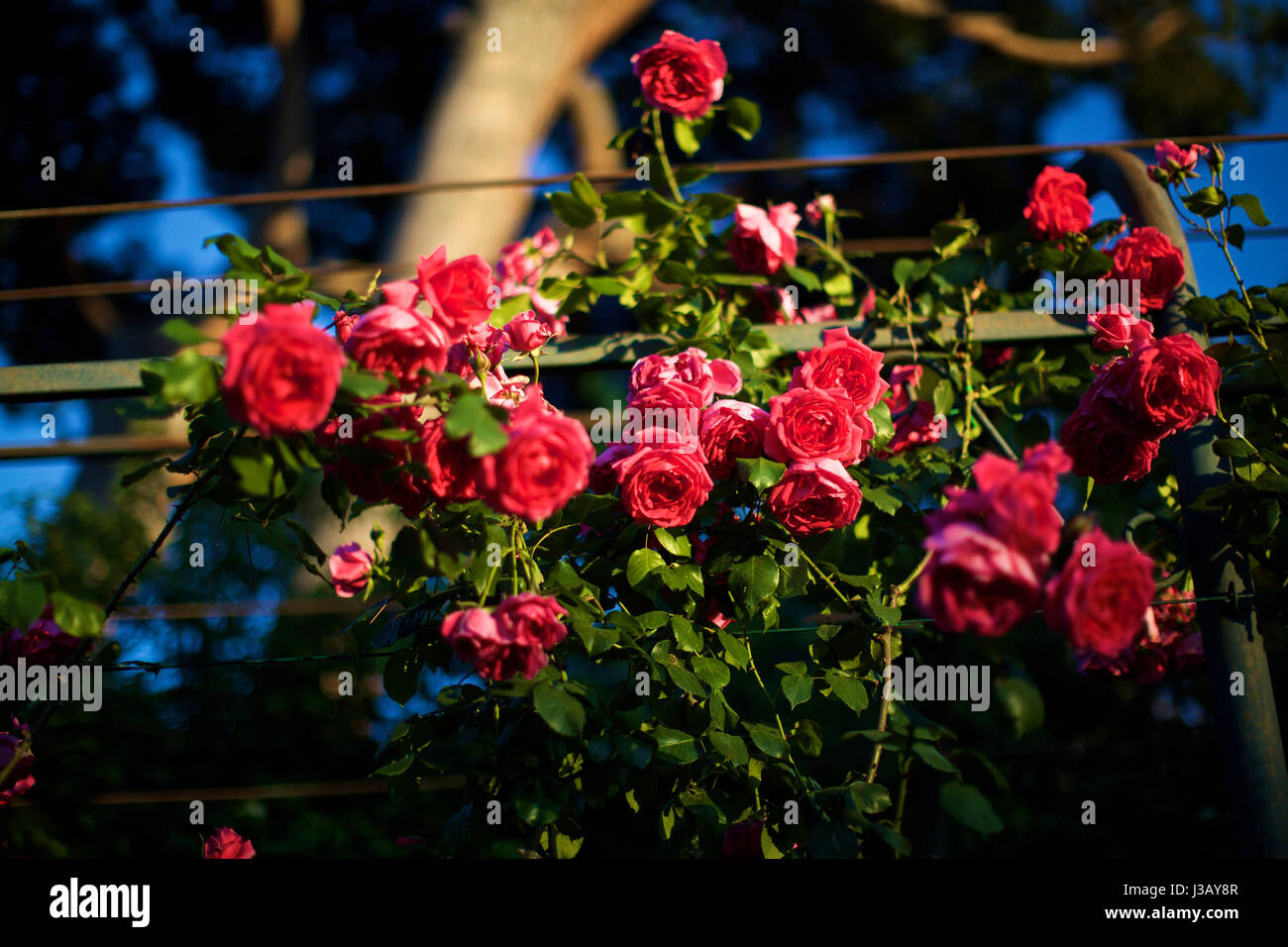 Rome, Italy. 2nd May, 2017. Roses blossom inside Rome Rose Garden in ...