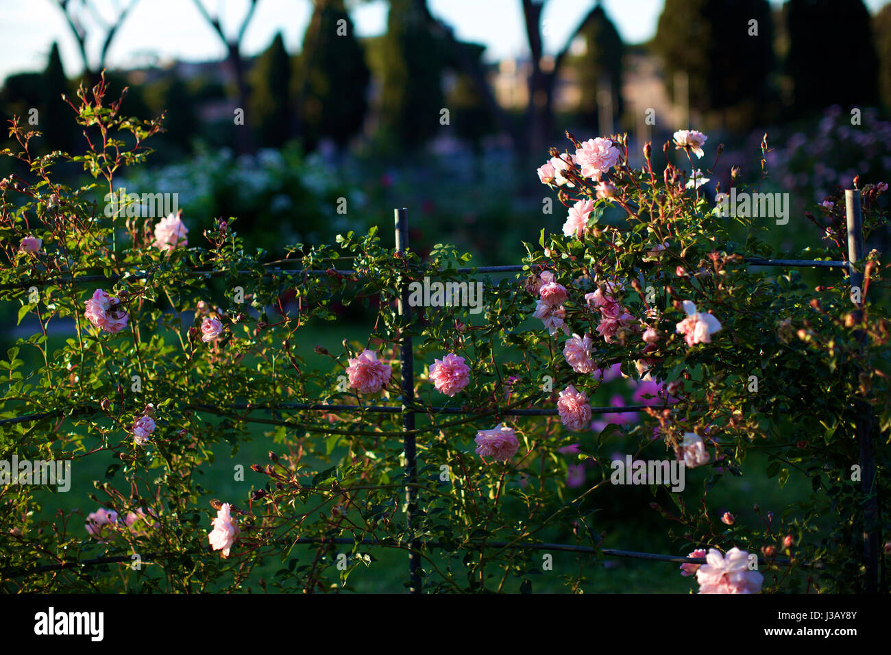 Rome, Italy. 2nd May, 2017. Roses blossom inside Rome Rose Garden in ...