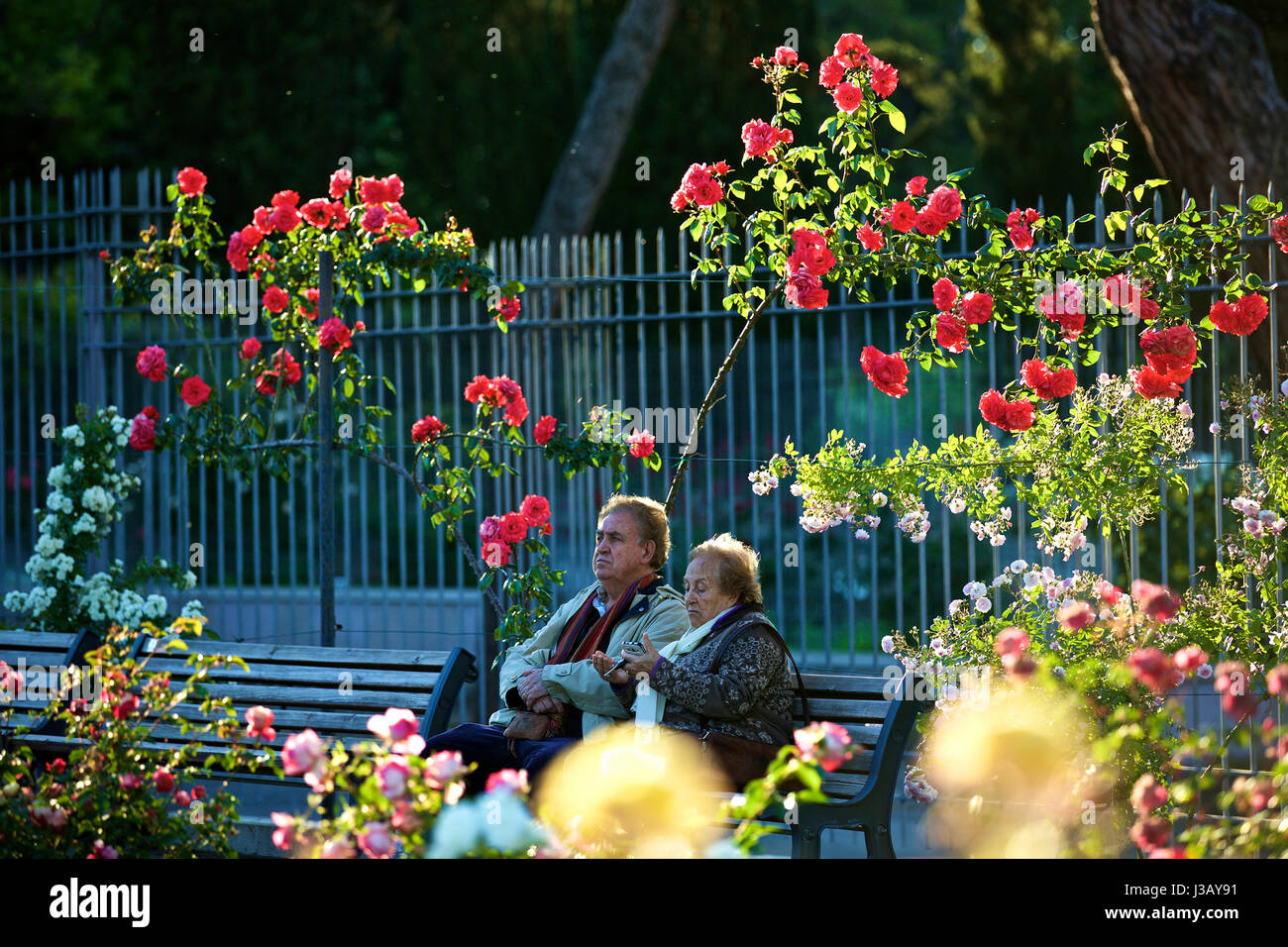 Rome, Italy. 3rd May, 2017. Two citizens rest inside Rome Rose Garden ...