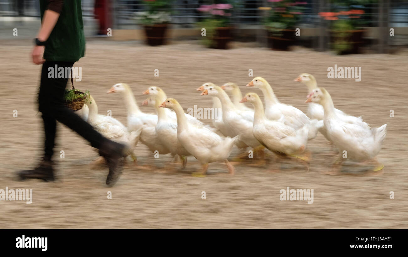 Leipzig, Germany. 4th May, 2017. German Laying Geese can be seen during ...