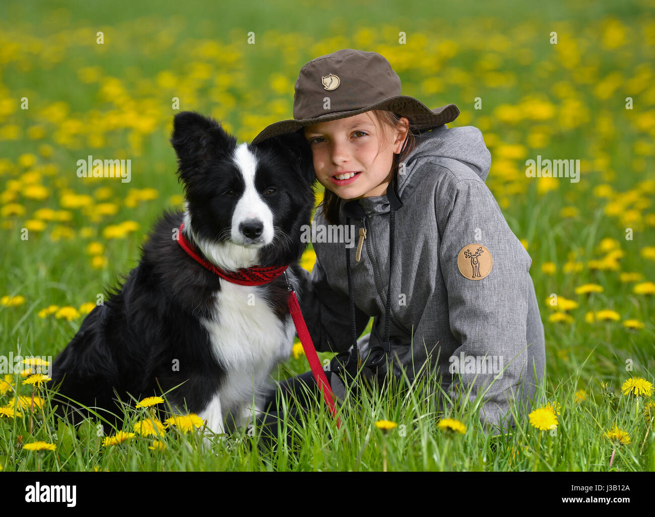 Border collie photos hi-res stock photography and images - Alamy