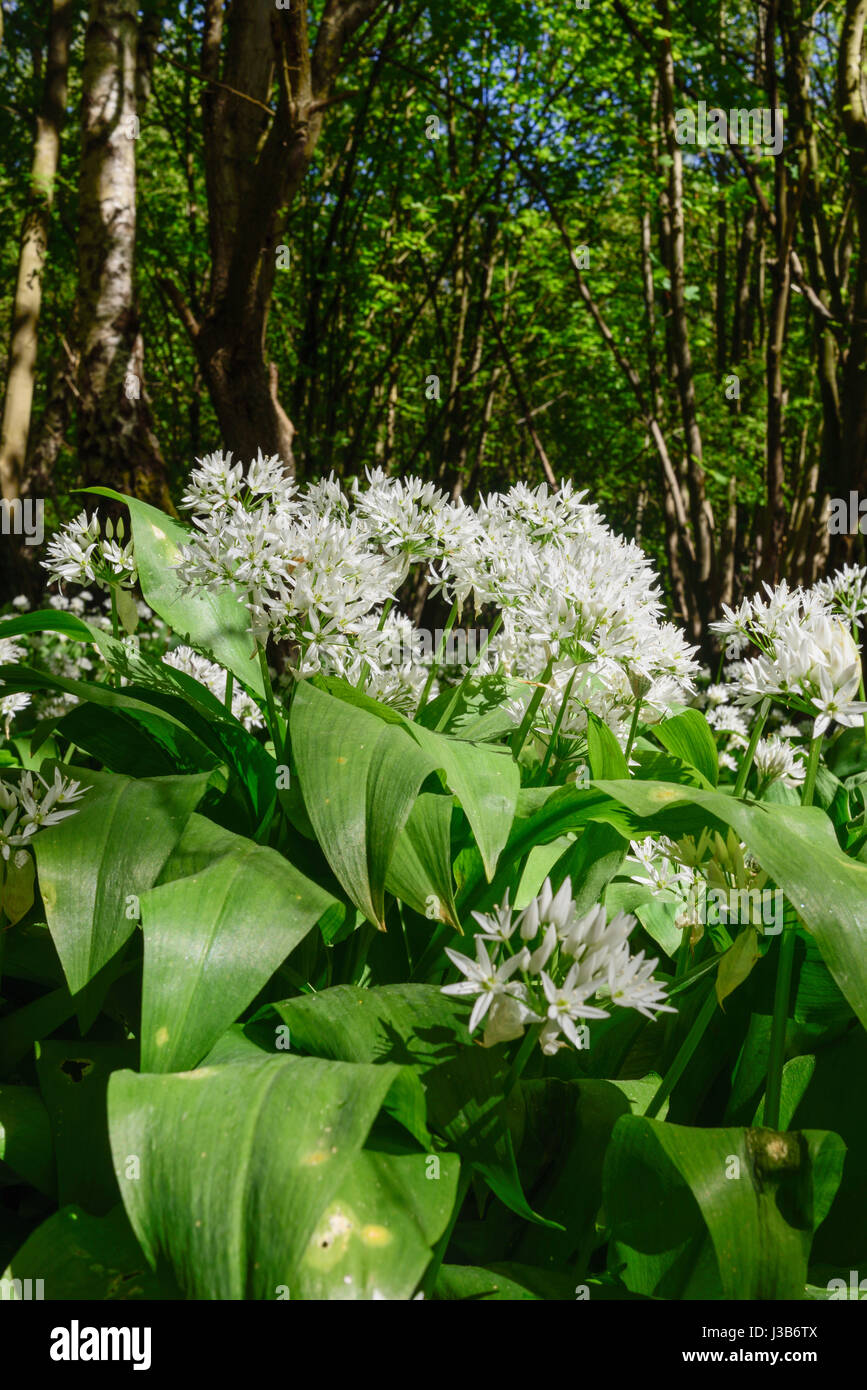 Underwood, Misk Hills, Nottinghamshire, UK. 05th May, 2017. Flowering ...