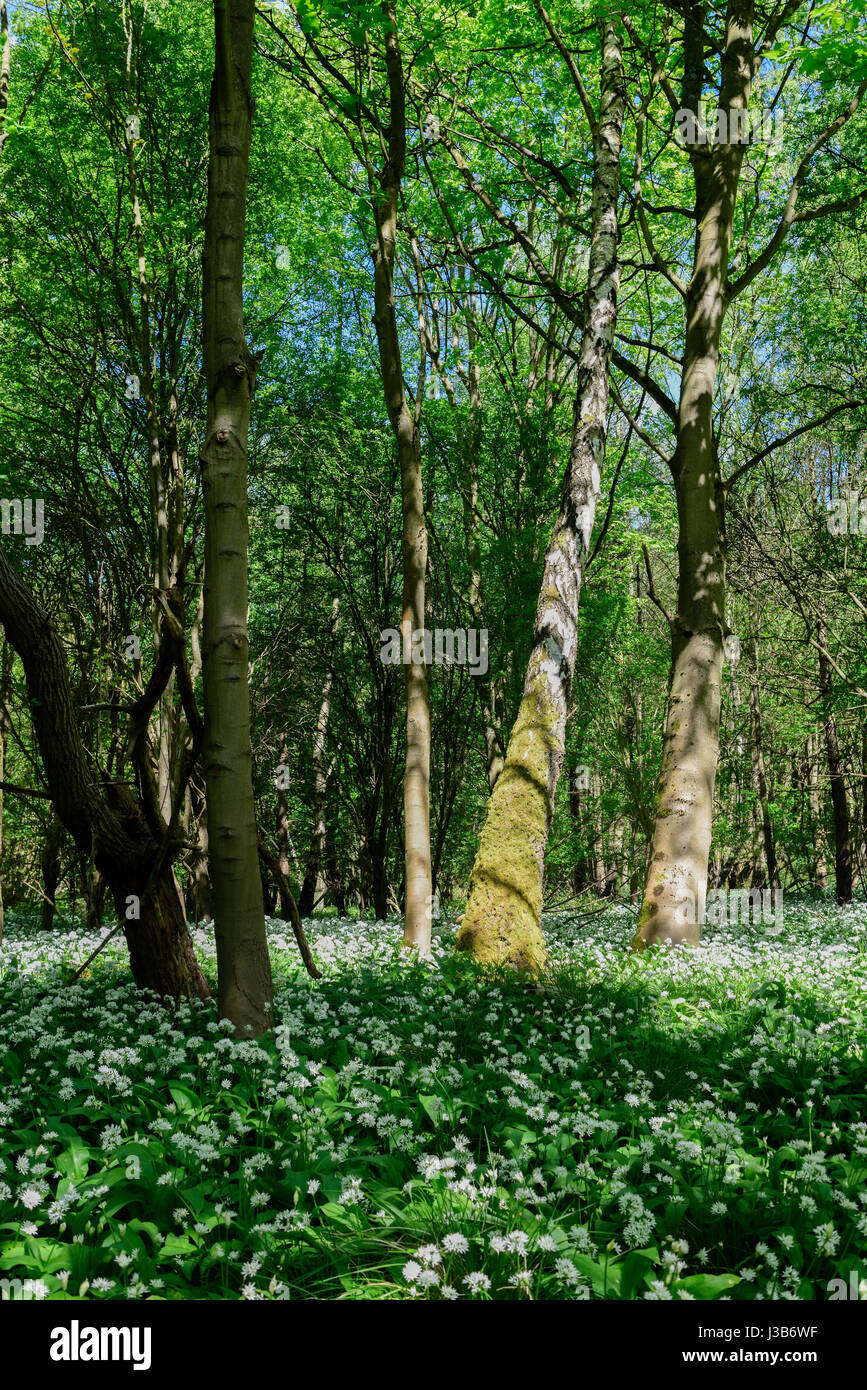 Underwood, Misk Hills, Nottinghamshire, UK. 05th May, 2017. Flowering ...