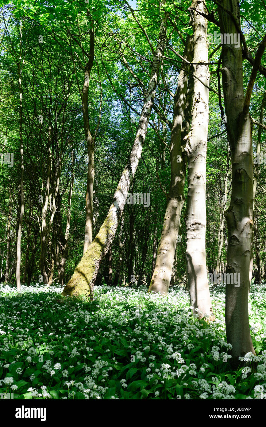 Misk hills hi-res stock photography and images - Alamy