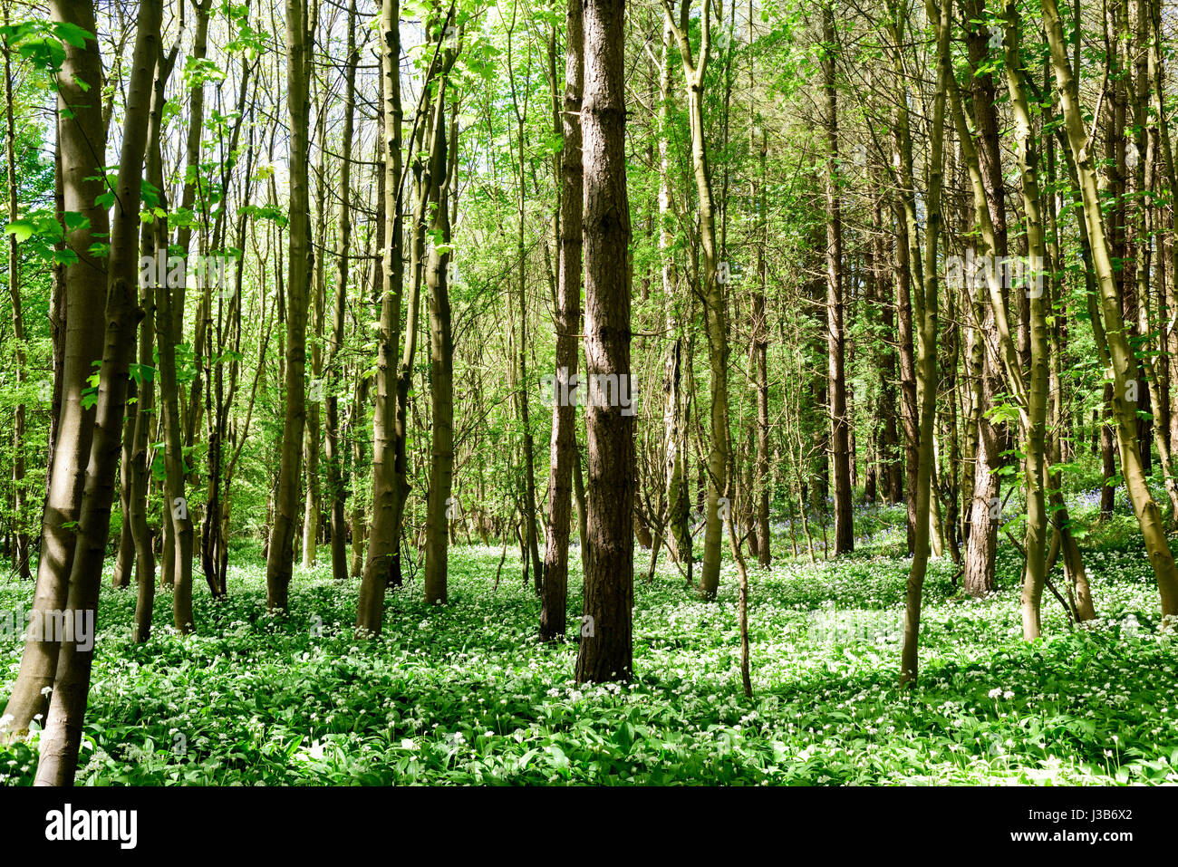 Underwood, Misk Hills, Nottinghamshire, UK. 05th May, 2017. Flowering ...
