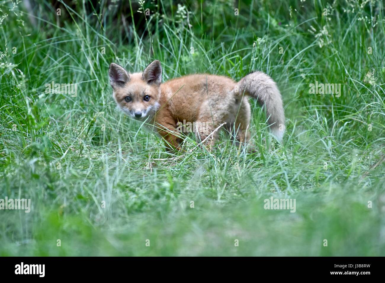 Maryland, USA - May 05, 2017: Baby red fox (Vulpes vulpes) emerging ...