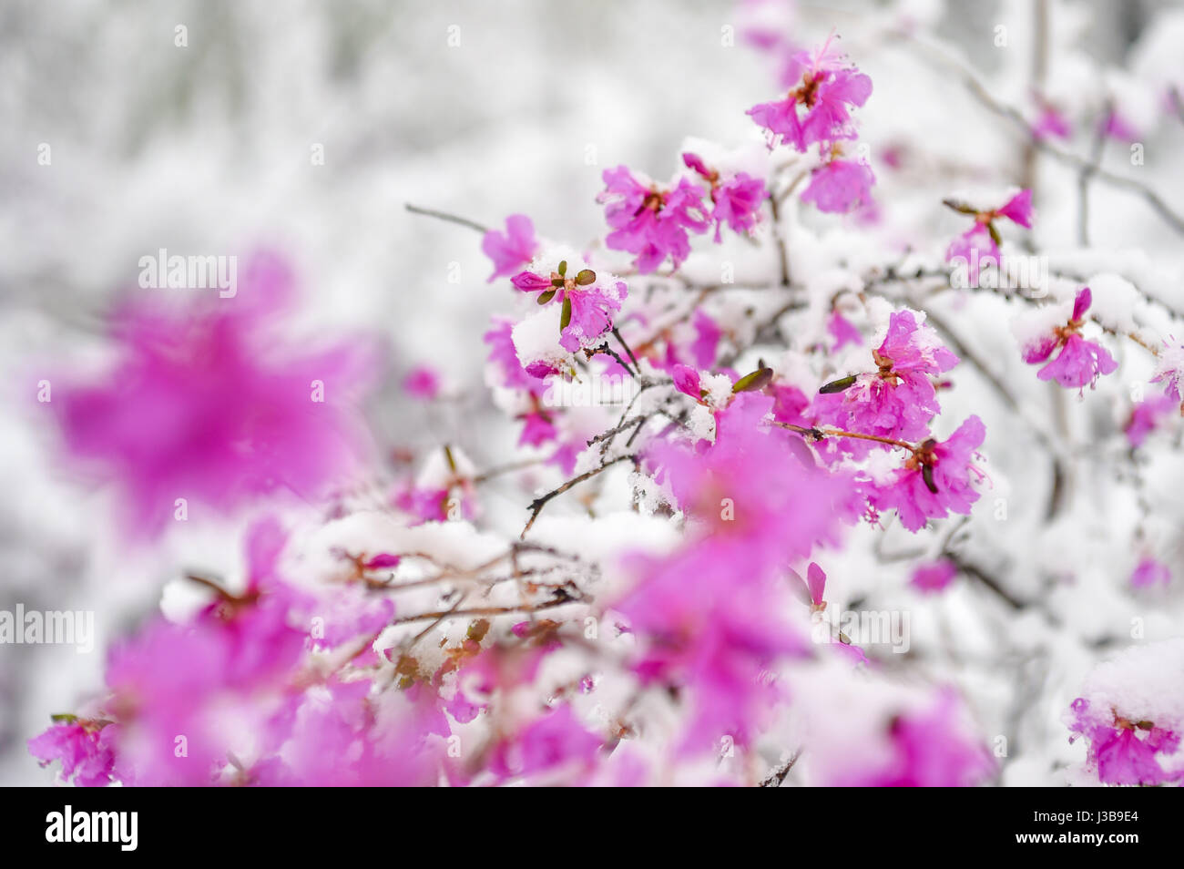 Chinese azalea hi-res stock photography and images - Alamy