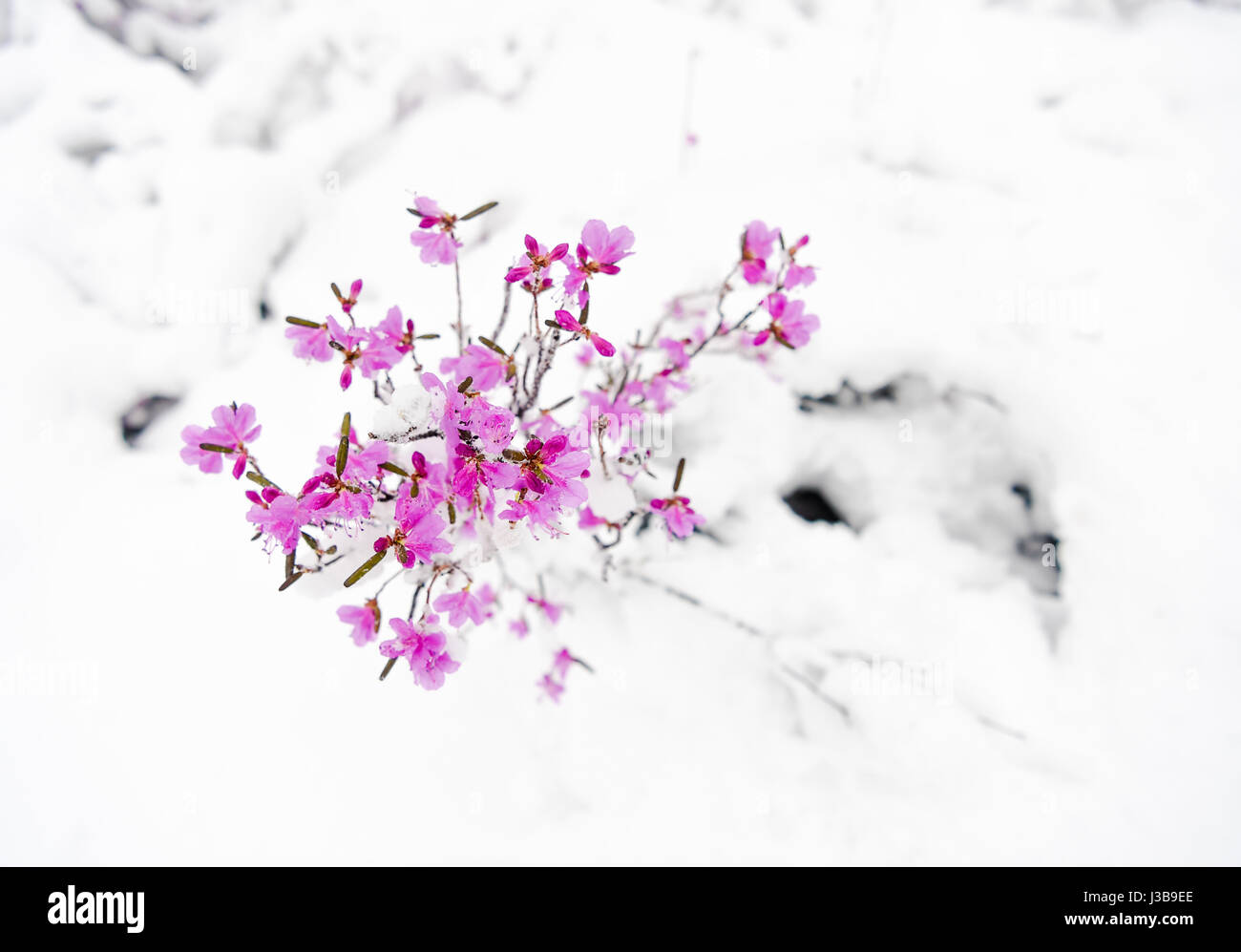 Chinese azalea hi-res stock photography and images - Alamy