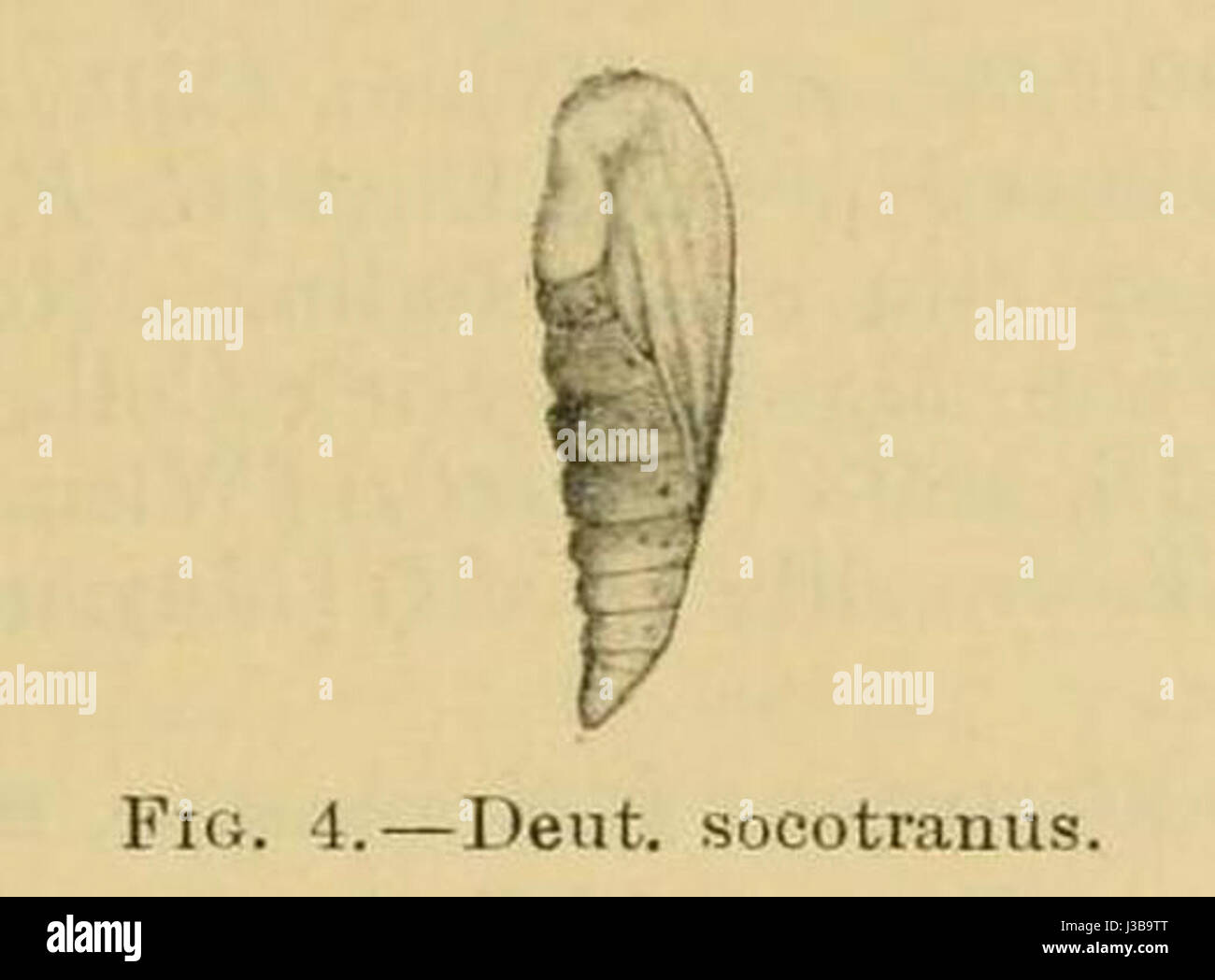 Illustration of the pupa stage of Deuterocopus socotranus, a species ...