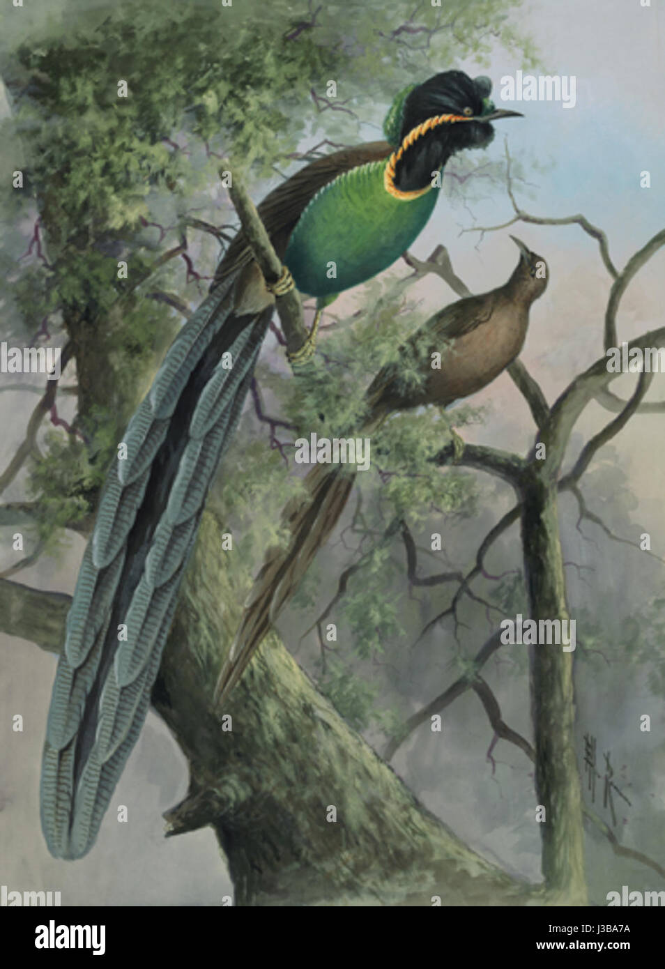 Ellis Rowan was an Australian botanical artist known for her detailed ...