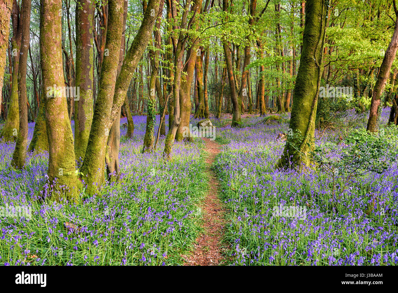 A path through bluebell woods near Camborne in the Cornwall countryside ...