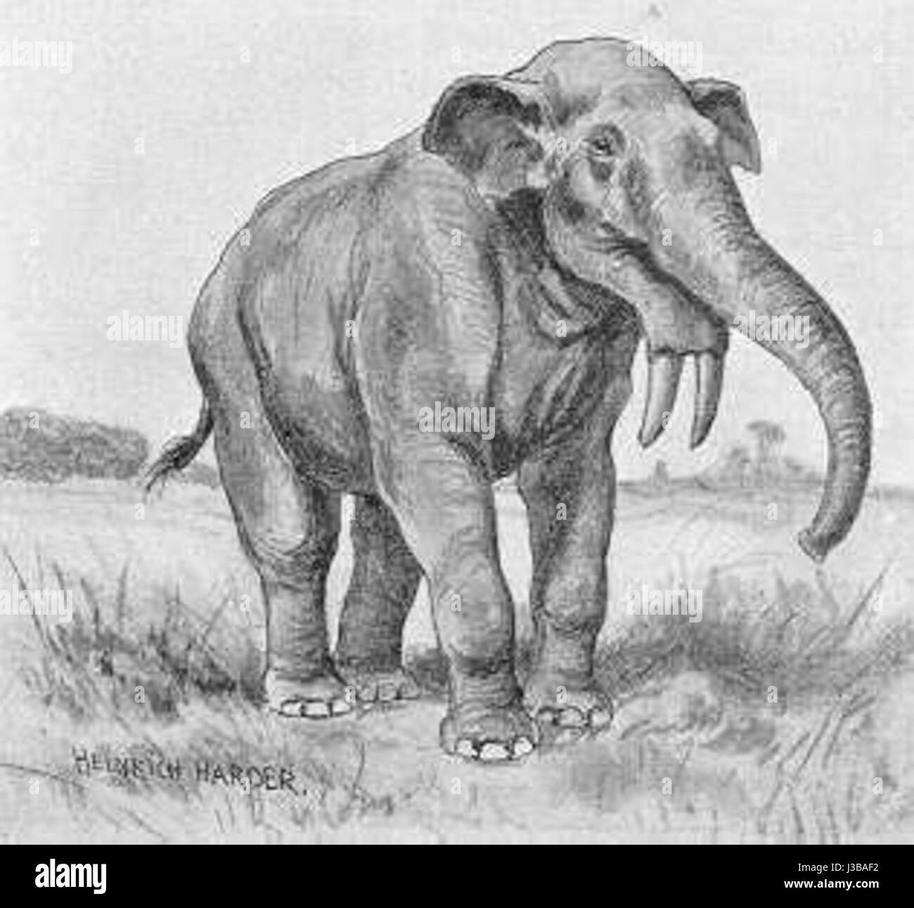 The Dinotherium was an extinct genus of large herbivorous mammals that ...