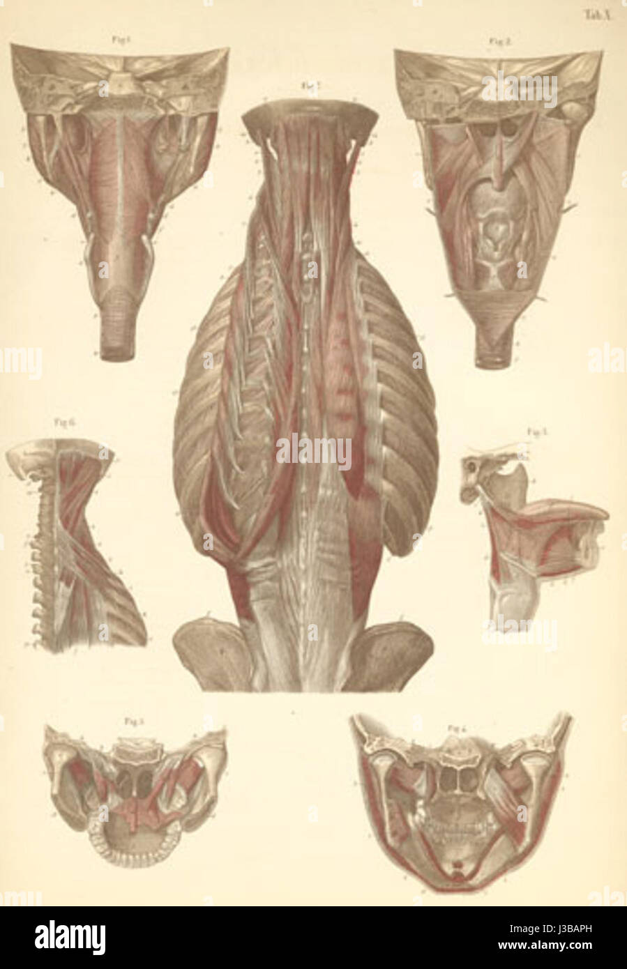 Dr Bock plate10 Stock Photo - Alamy