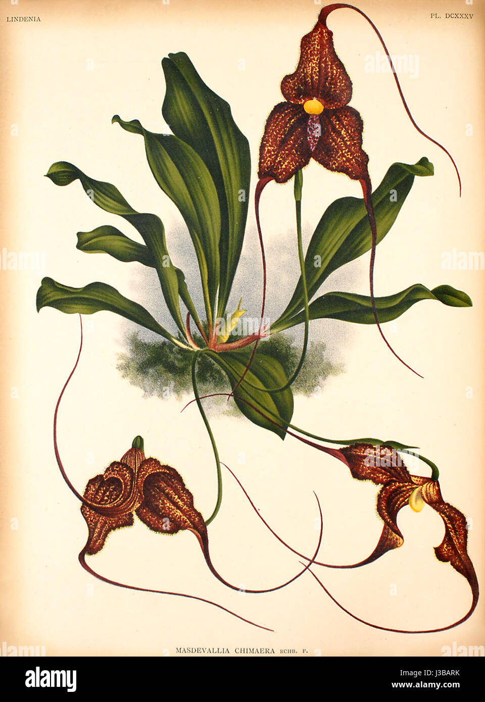 Dracula Chimaera 111 refers to a species or classification, likely from ...