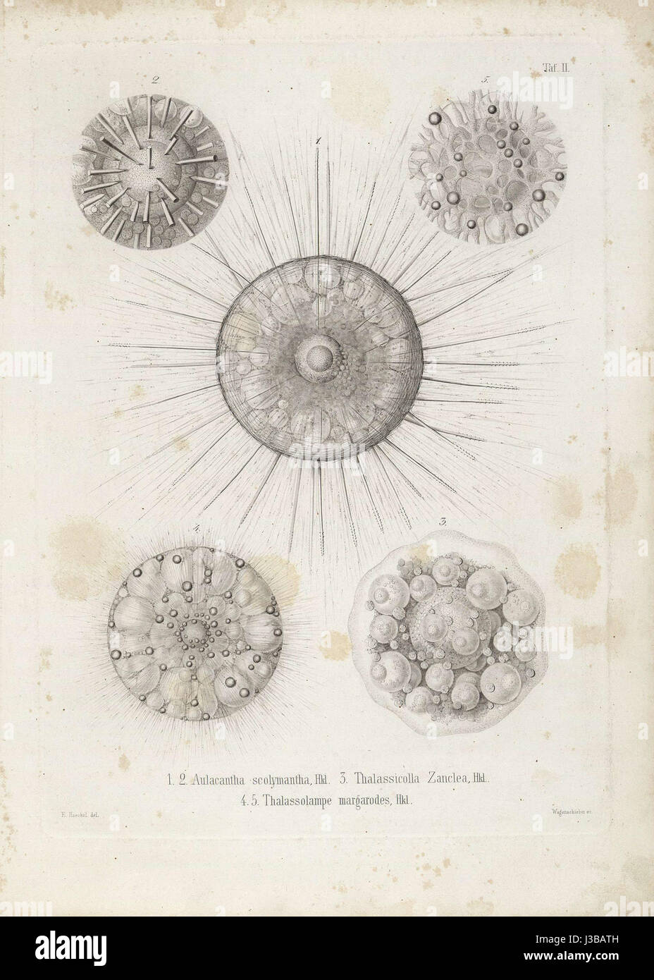 'Die Radiolarien' refers to a detailed illustration of radiolarian ...