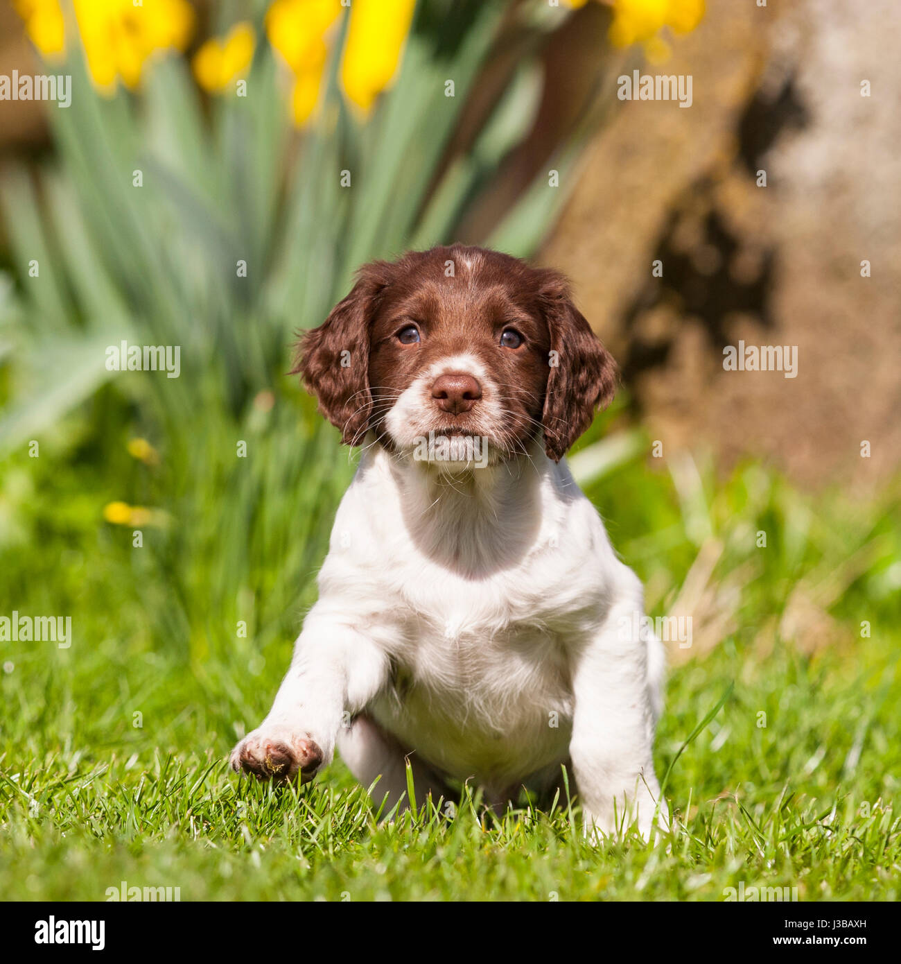 A 6 week old English Springer Spaniel puppy in the Uk Stock Photo - Alamy
