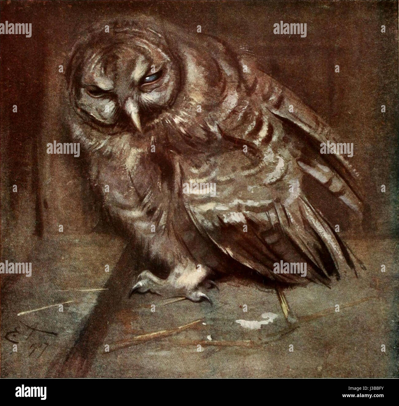 A painting by Edwin John Alexander, featuring a young brown owl perched ...