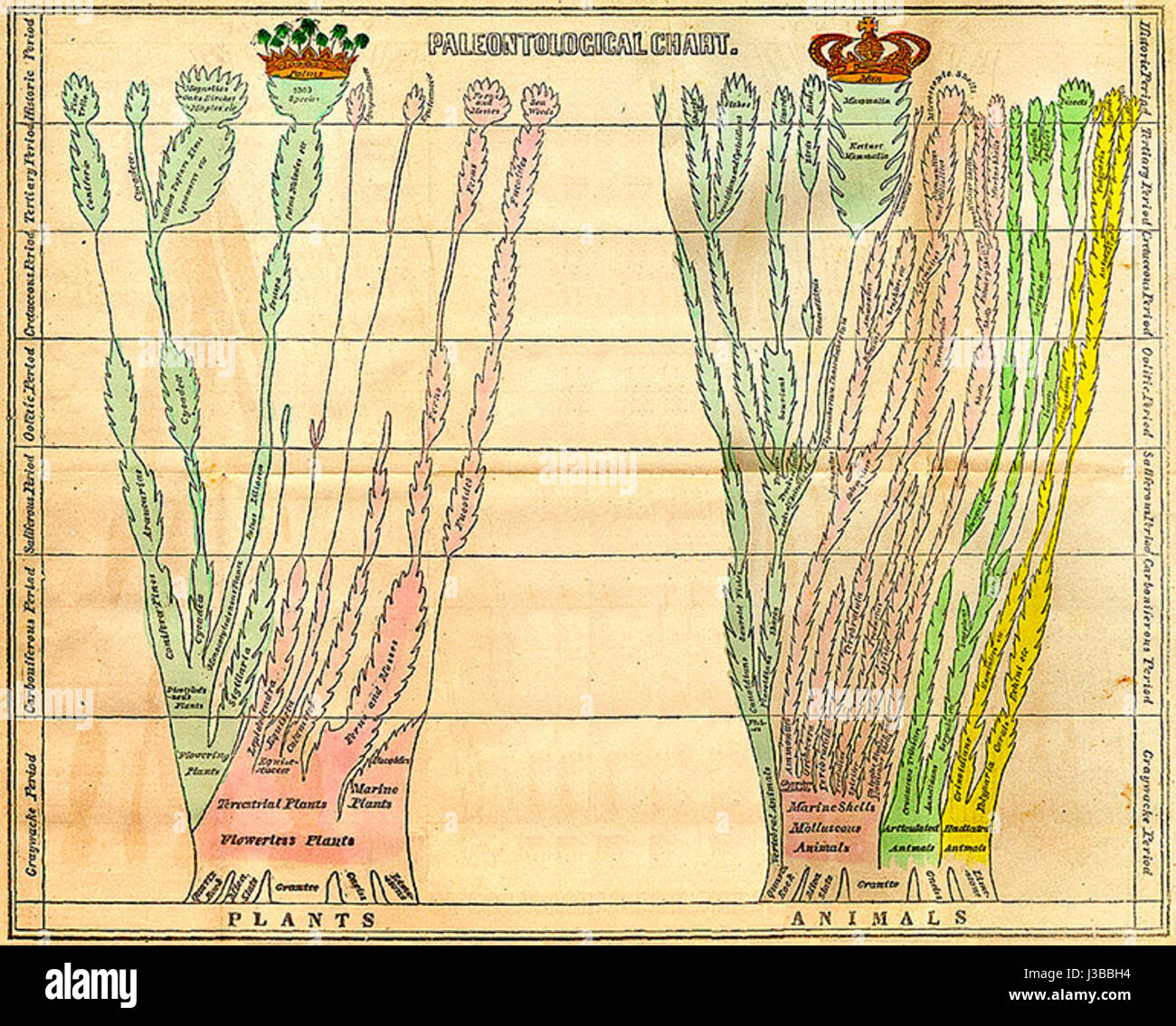 Paleontological chart’ hi-res stock photography and images - Alamy