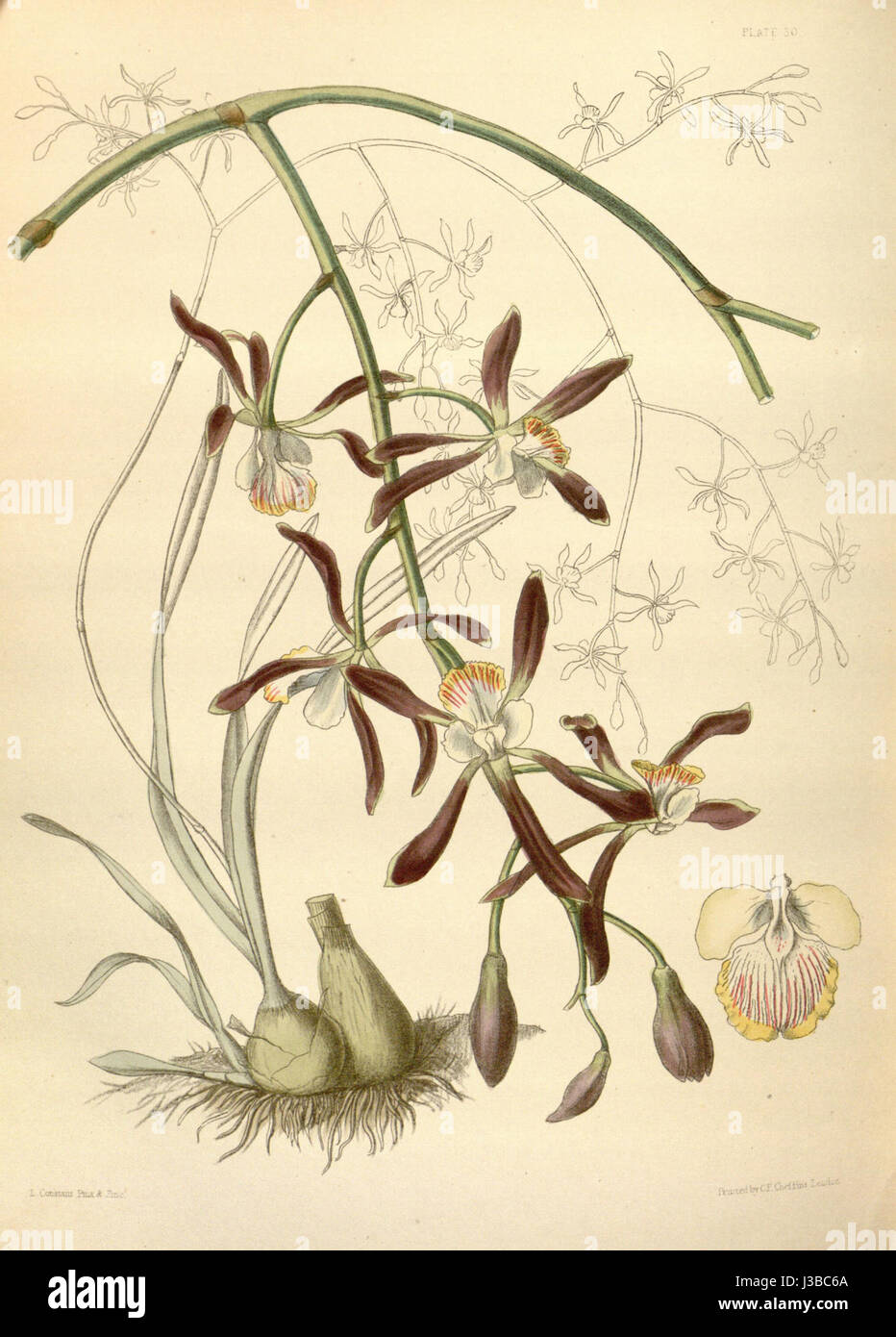 Encyclia Alata High Resolution Stock Photography and Images - Alamy