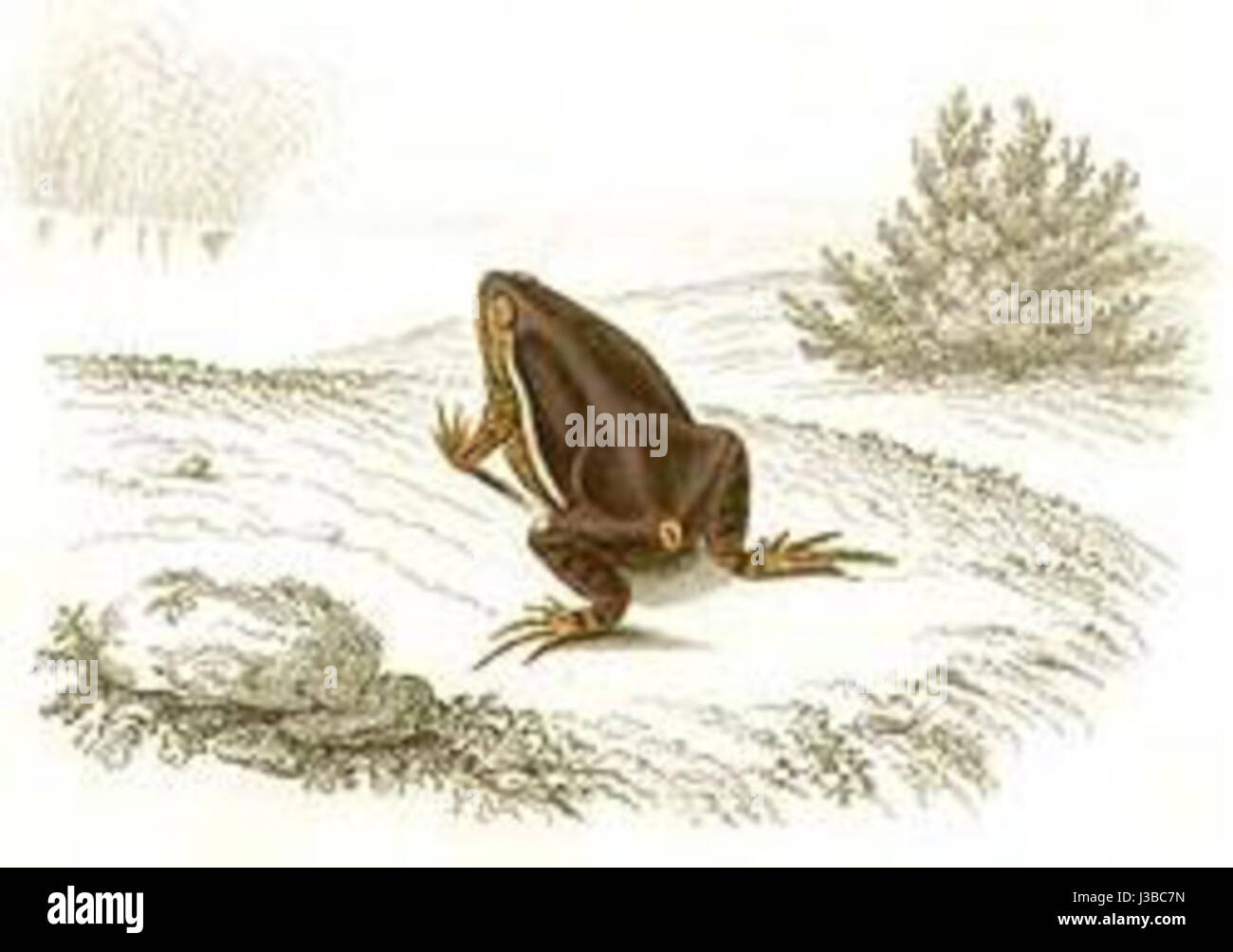 South american native toad hi-res stock photography and images - Alamy